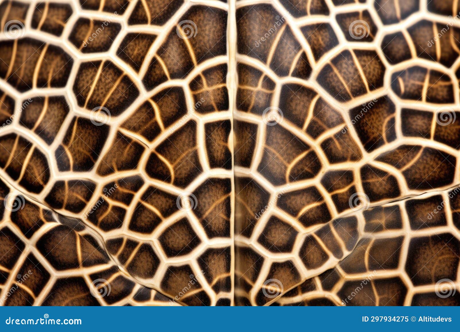 Close Up Capture of Turtle Shell Pattern Stock Image - Image of ...
