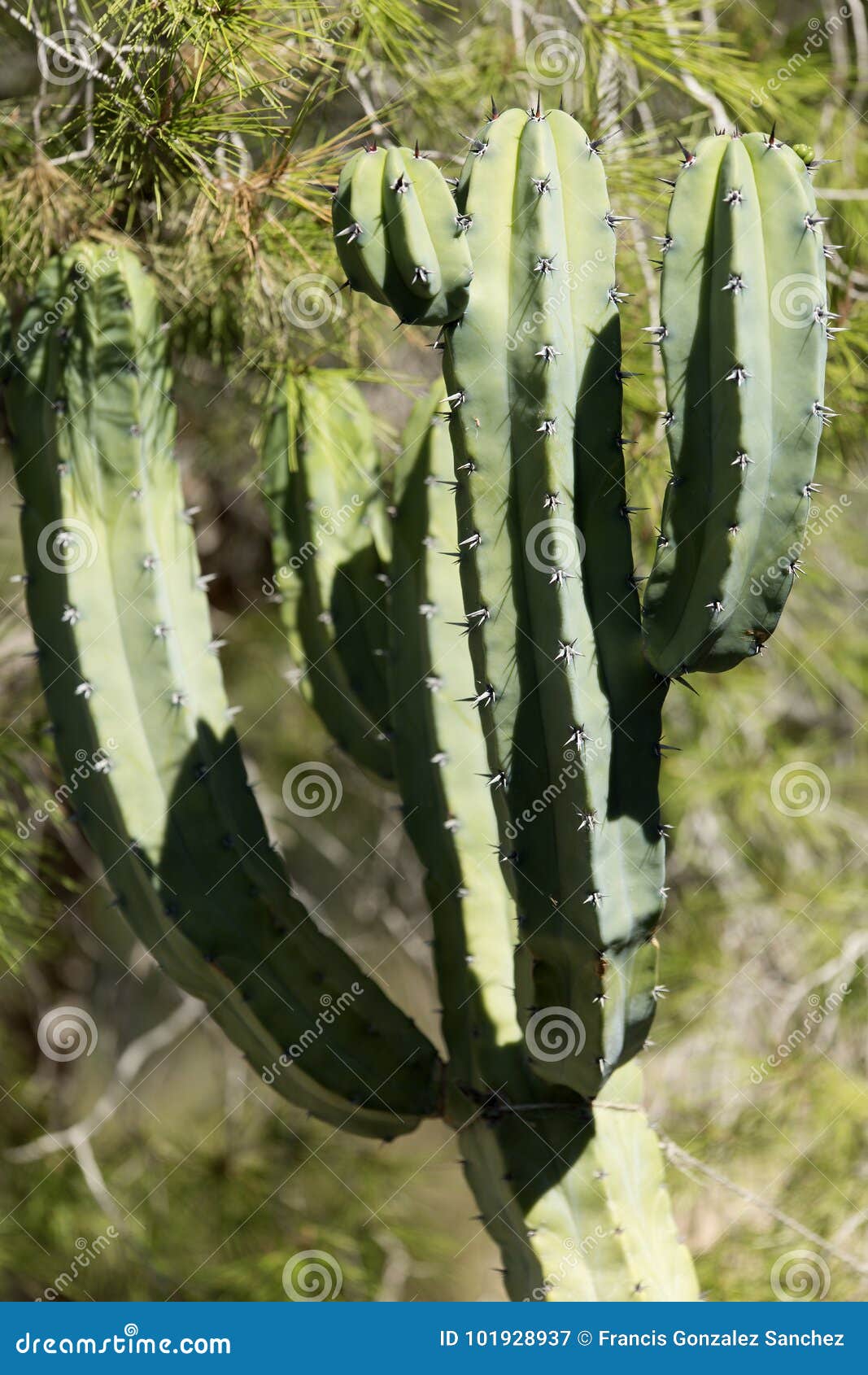Close-up of a Captus in the Garden Stock Image - Image of color, growth ...