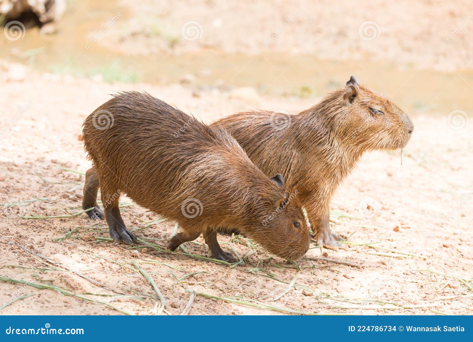 Close Up Of Capybara Ear, Filled With Ticks Royalty-Free Stock Photo ...