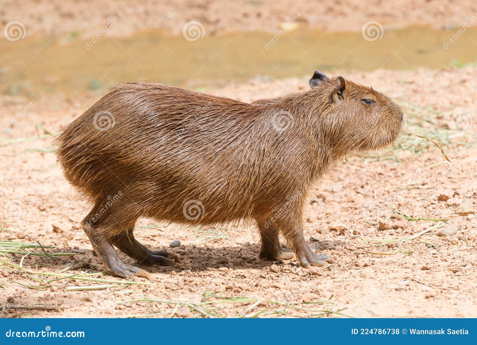 Close up of a Capybara stock photo. Image of fauna, rodent - 224786738