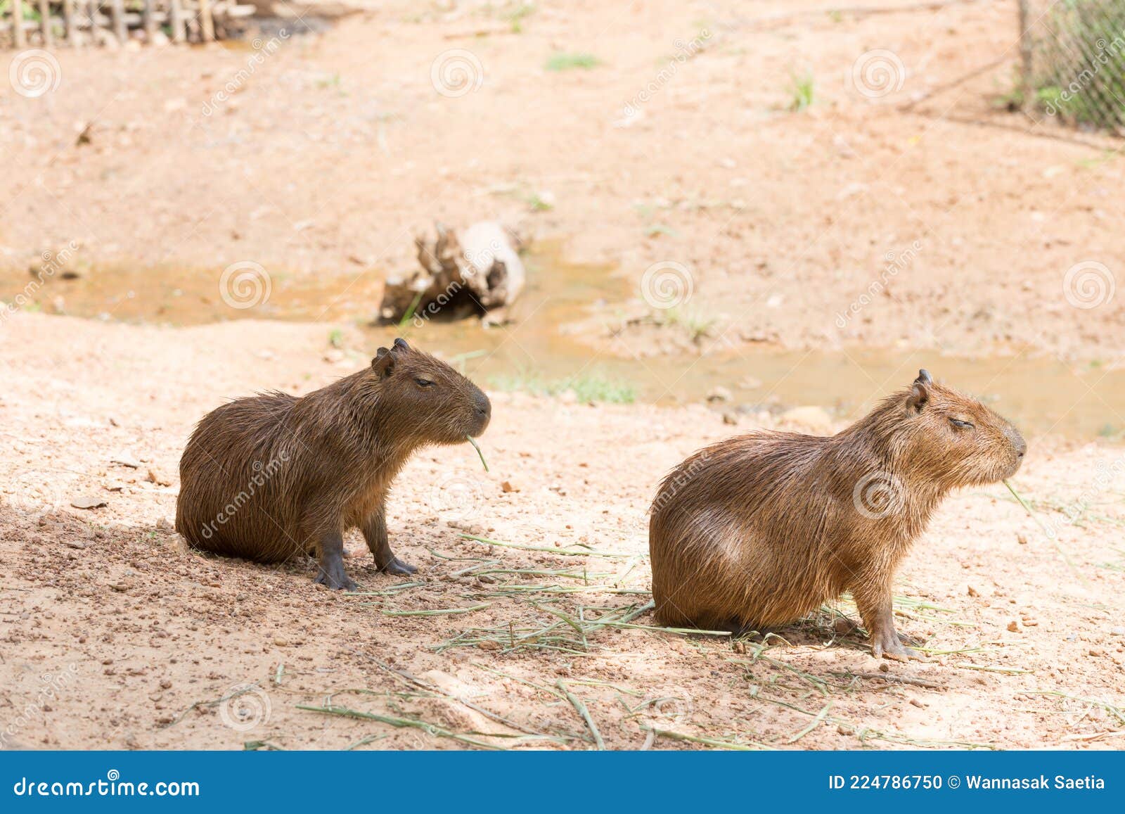 Close Up Of Capybara Ear, Filled With Ticks Royalty-Free Stock Photo ...