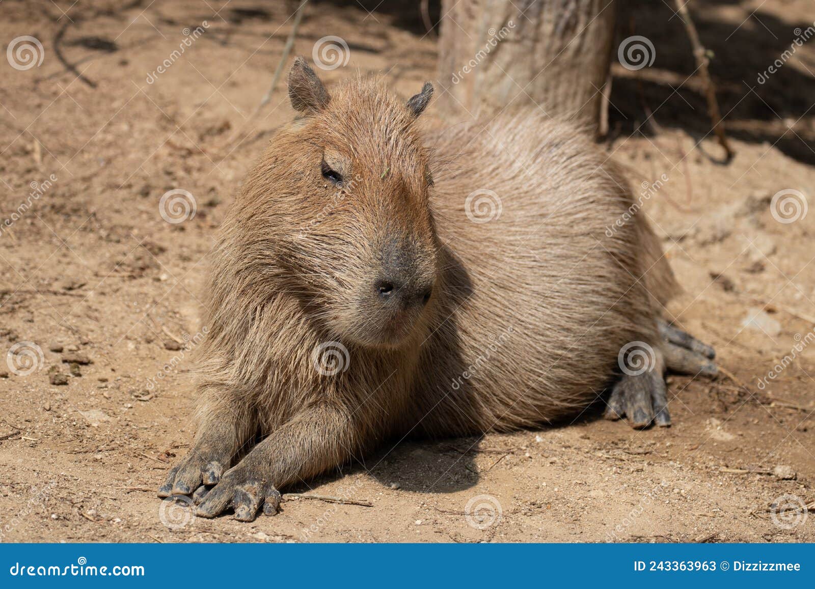 Close up Capybara stock image. Image of animal, fauna - 243363963