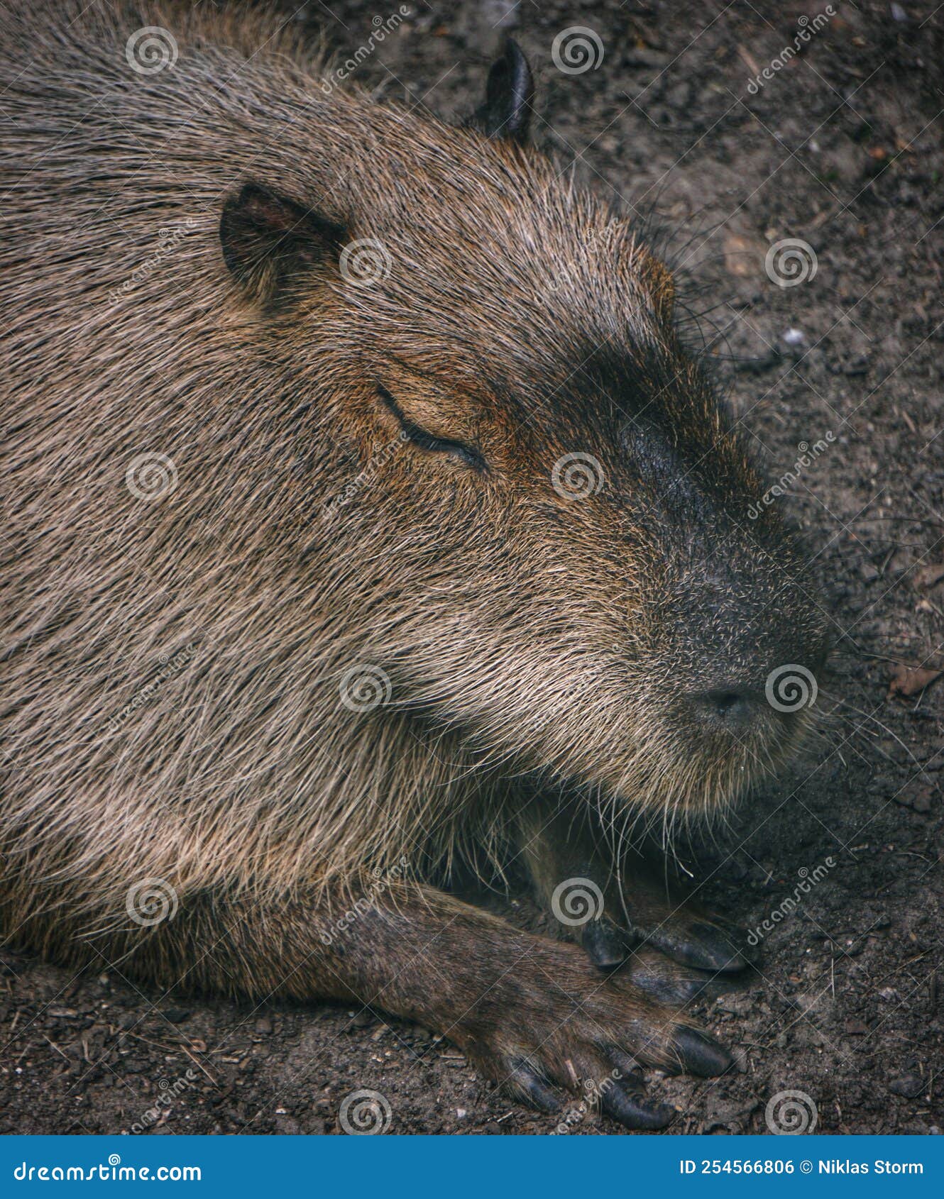 Close-up of Capybara on Field Stock Photo - Image of squirrel, nature ...