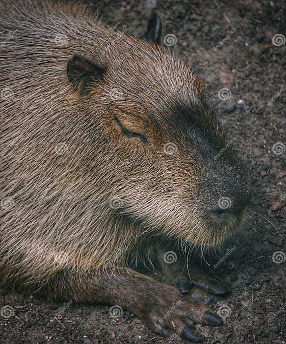 Close-up of Capybara on Field Stock Photo - Image of squirrel, nature ...