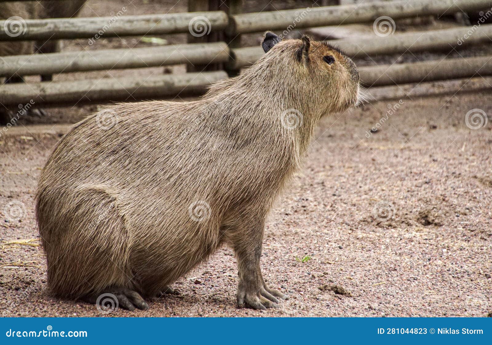 Close Up of a Capybara on Field Stock Image - Image of outdoors, front ...