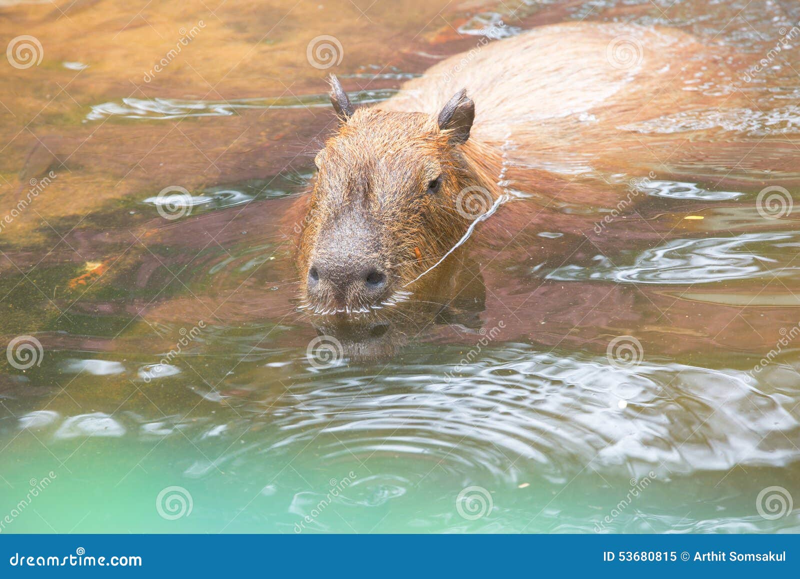 Close Up Of A Capybara, One Capybara Looks Curiously At A Group Of ...