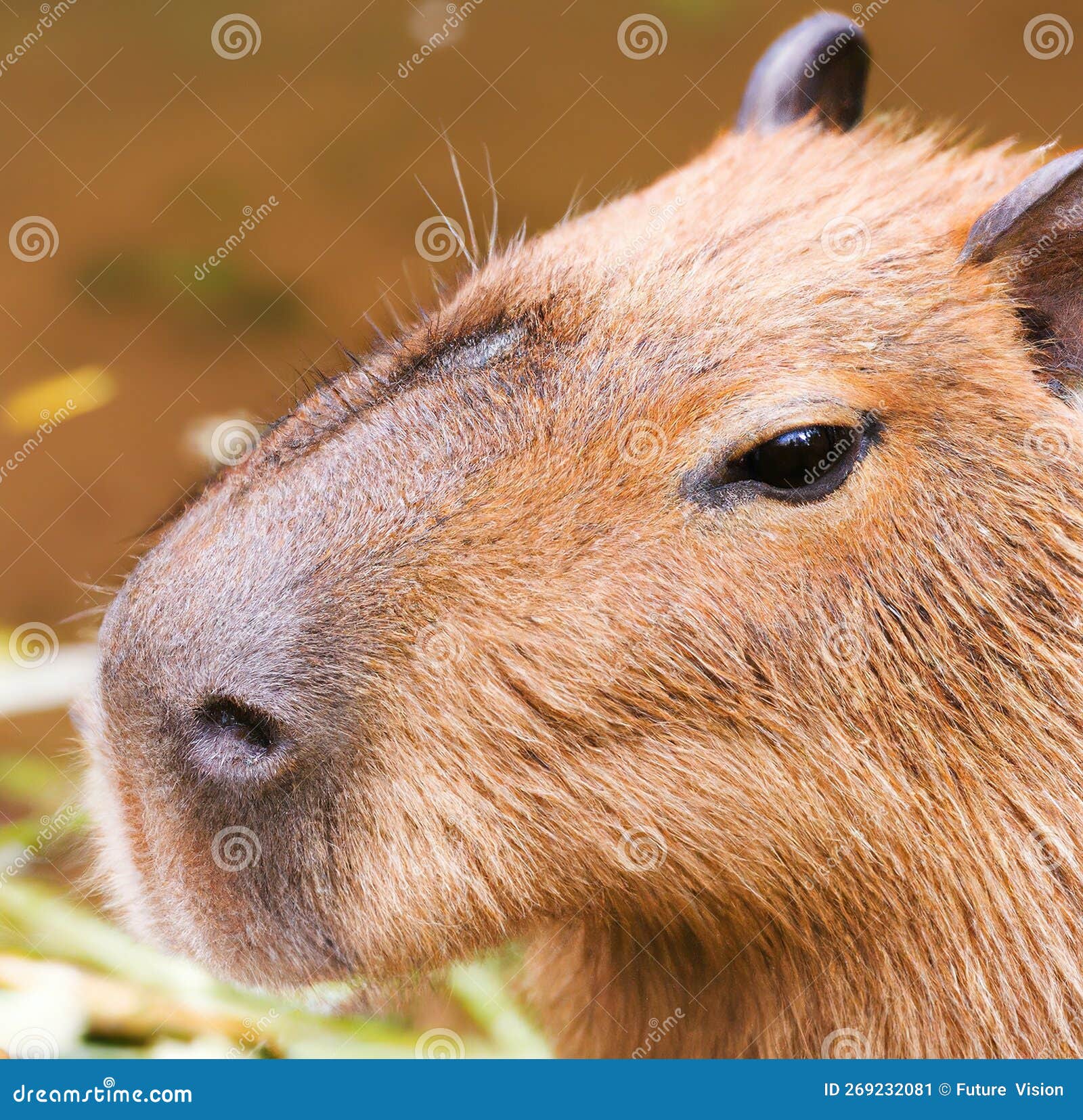 Close Up of Capybara Over Grass Created Using Generative Ai Technology ...