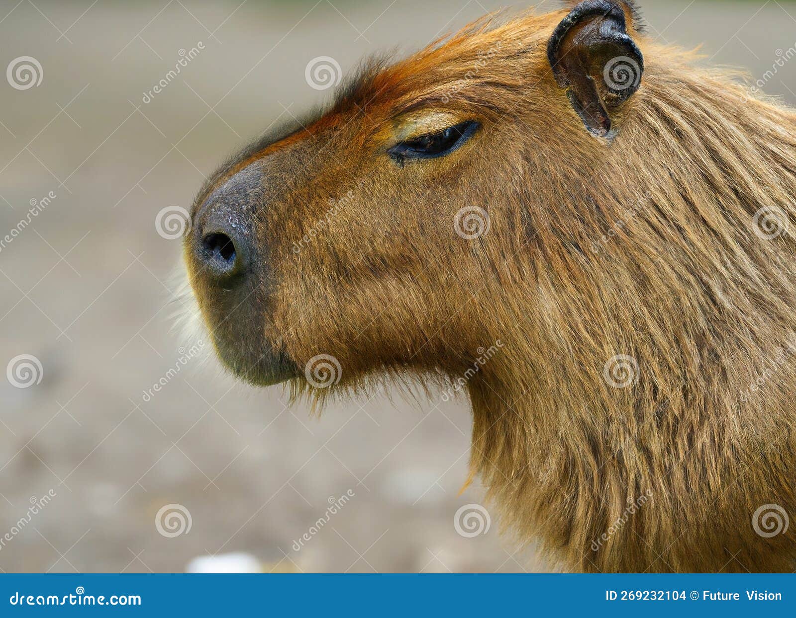 Close Up of Capybara Over Grass Created Using Generative Ai Technology ...