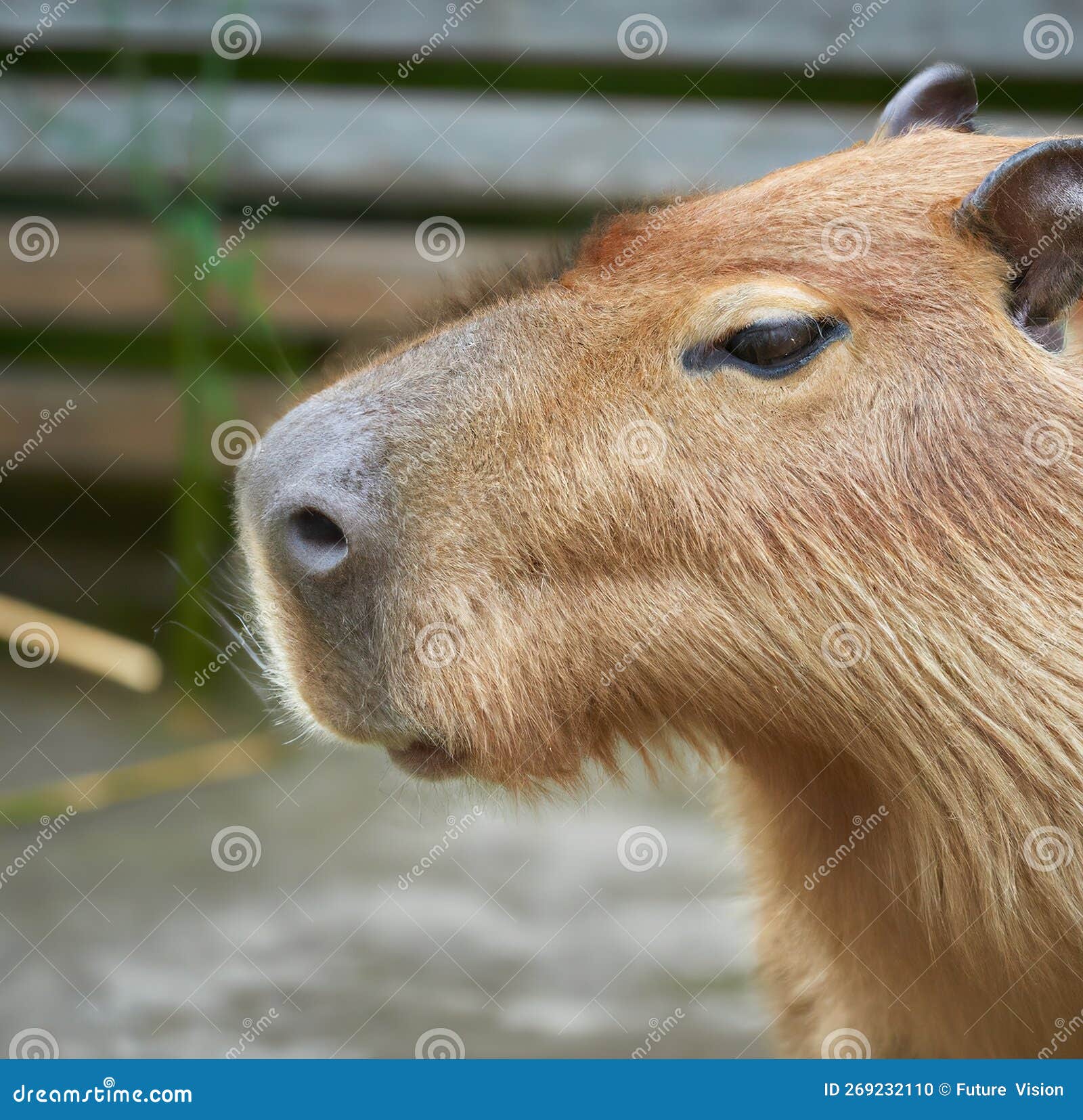 Close Up of Capybara Over Grass Created Using Generative Ai Technology ...