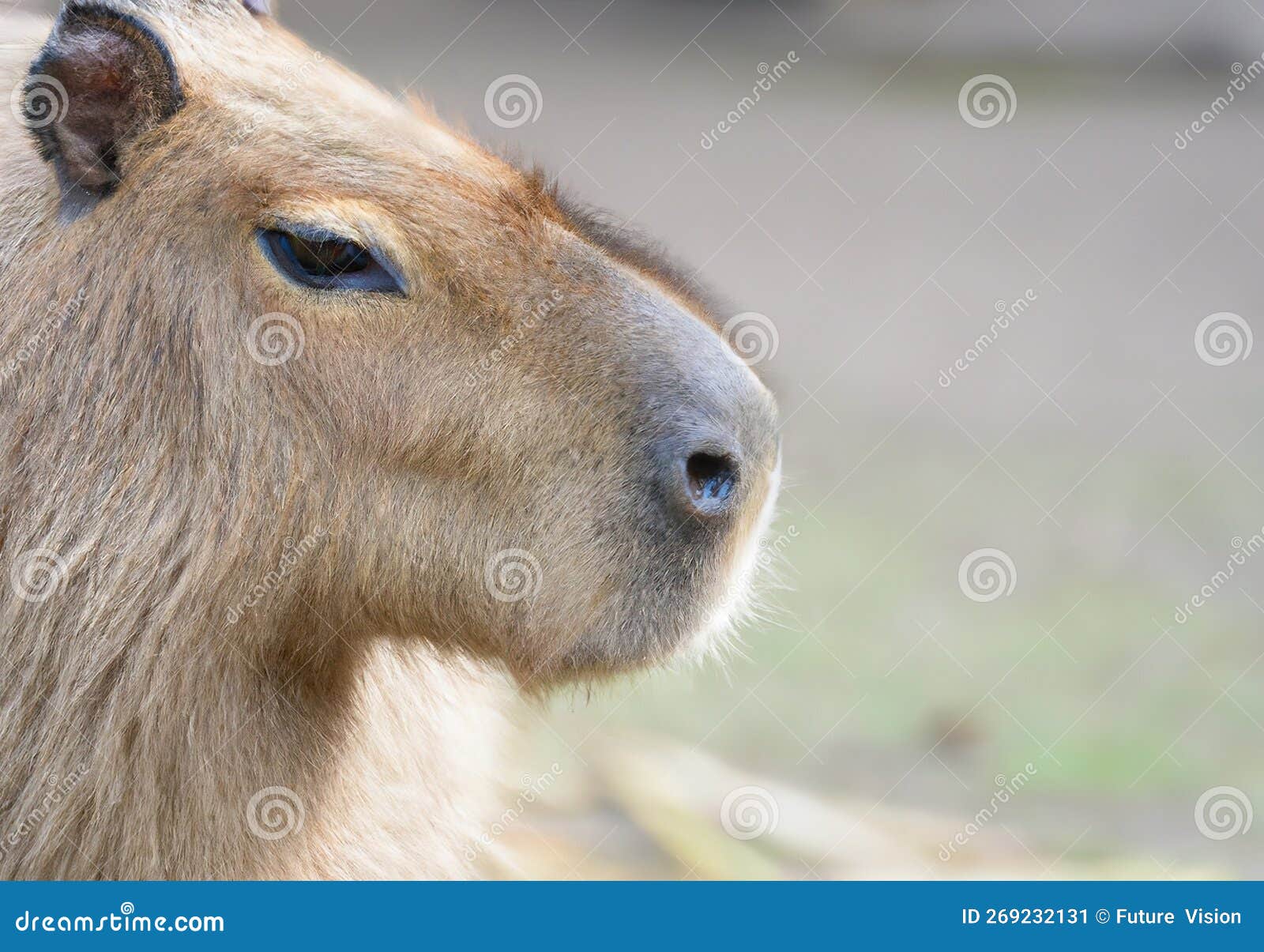 Close Up of Capybara Over Grass Created Using Generative Ai Technology ...