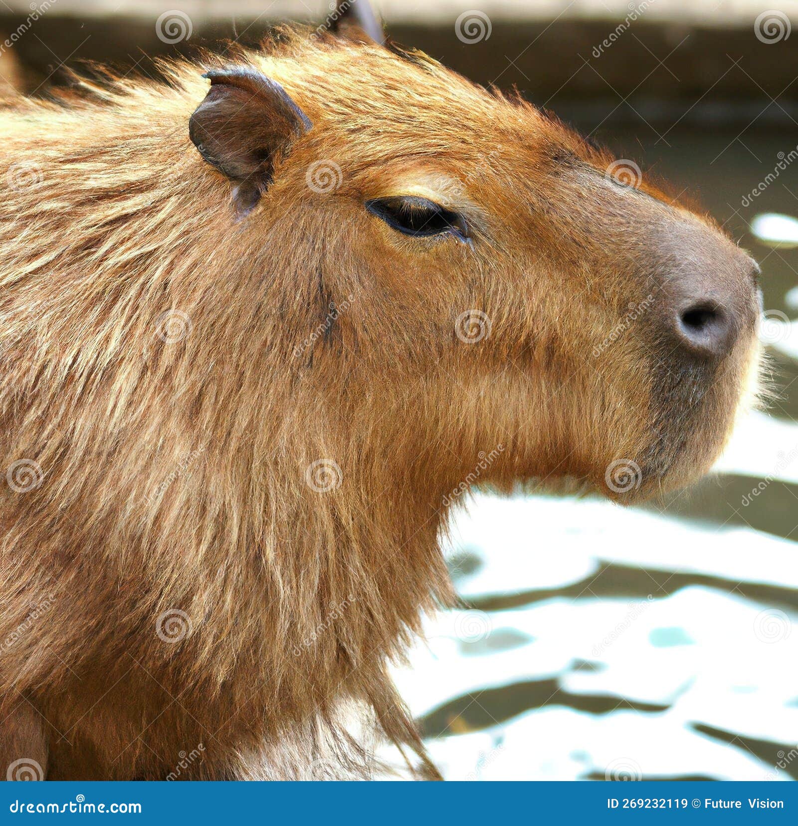 Close Up of Capybara Over Water Created Using Generative Ai Technology ...