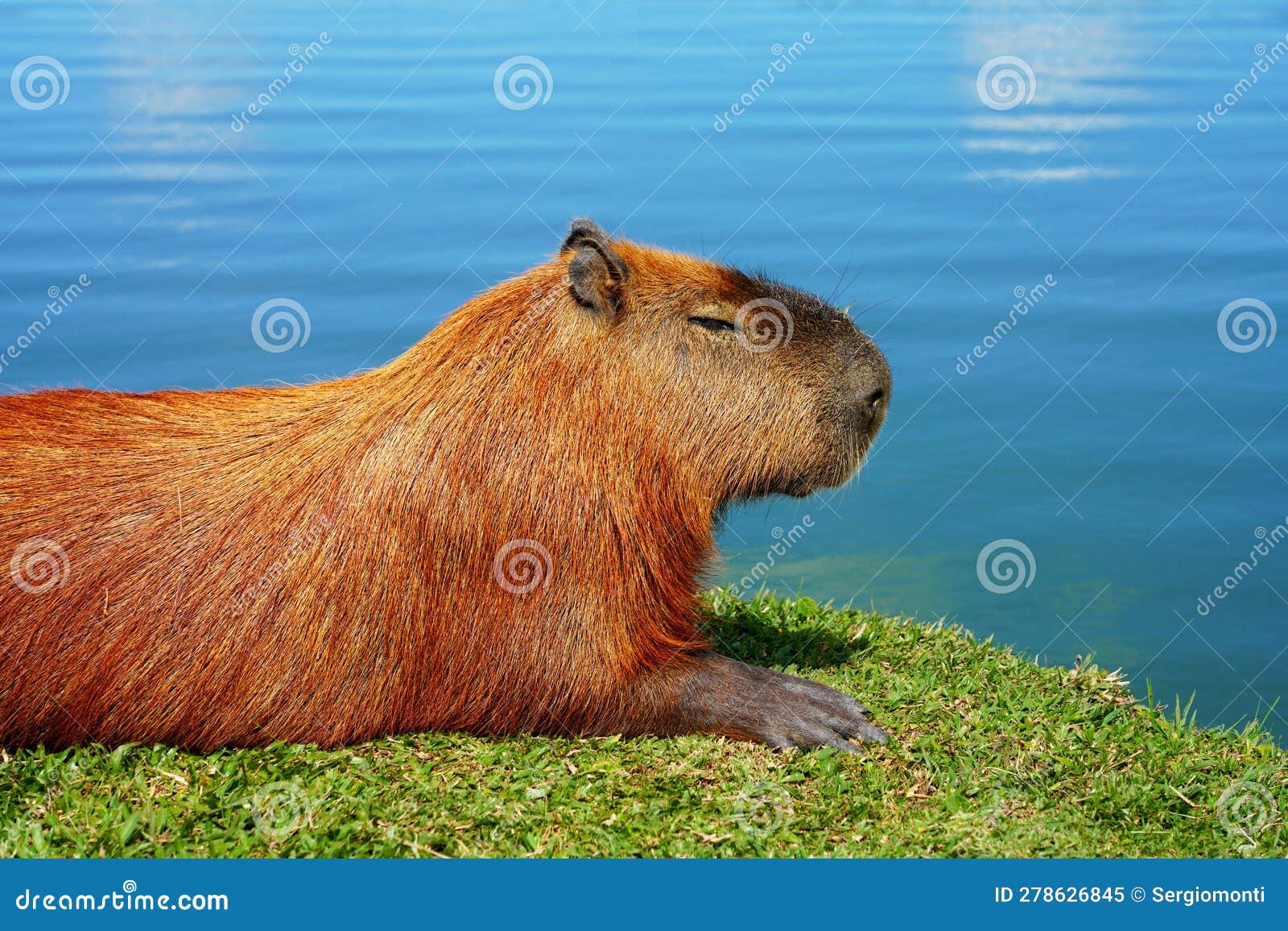 Close Up Of Capybara Mother With Five Babies Royalty-Free Stock ...