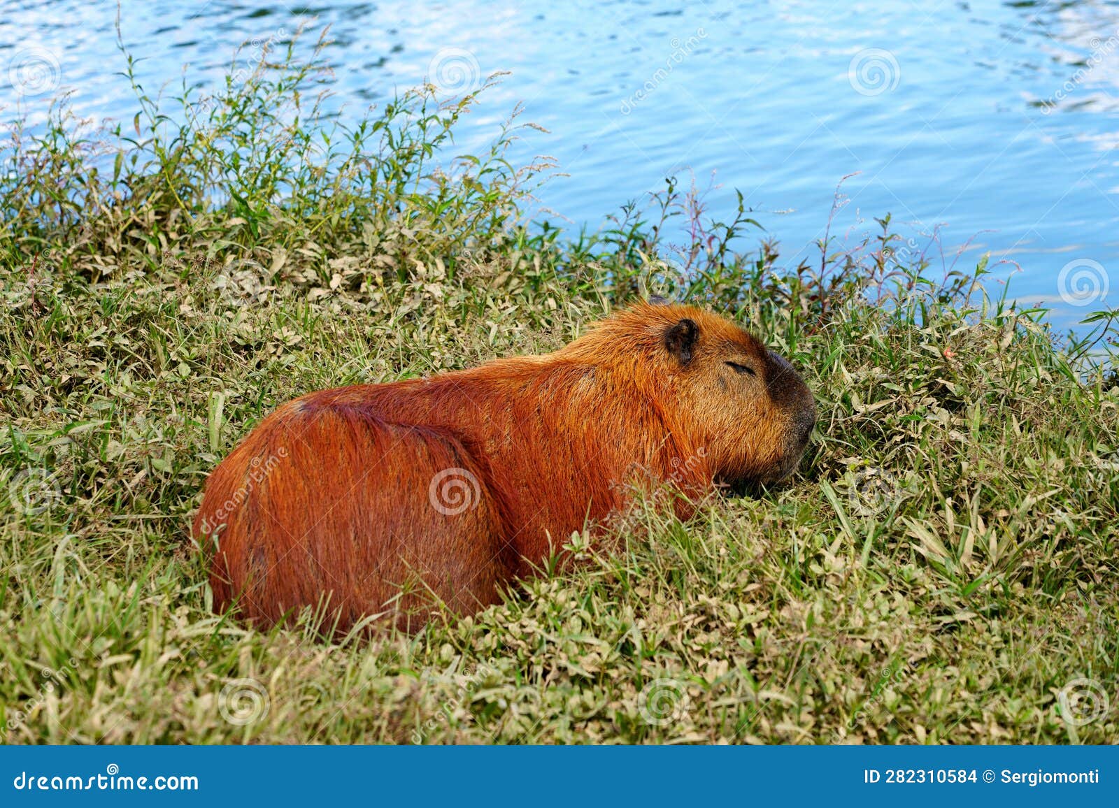 Close Up Of Capybara Mother With Five Babies Royalty-Free Stock ...