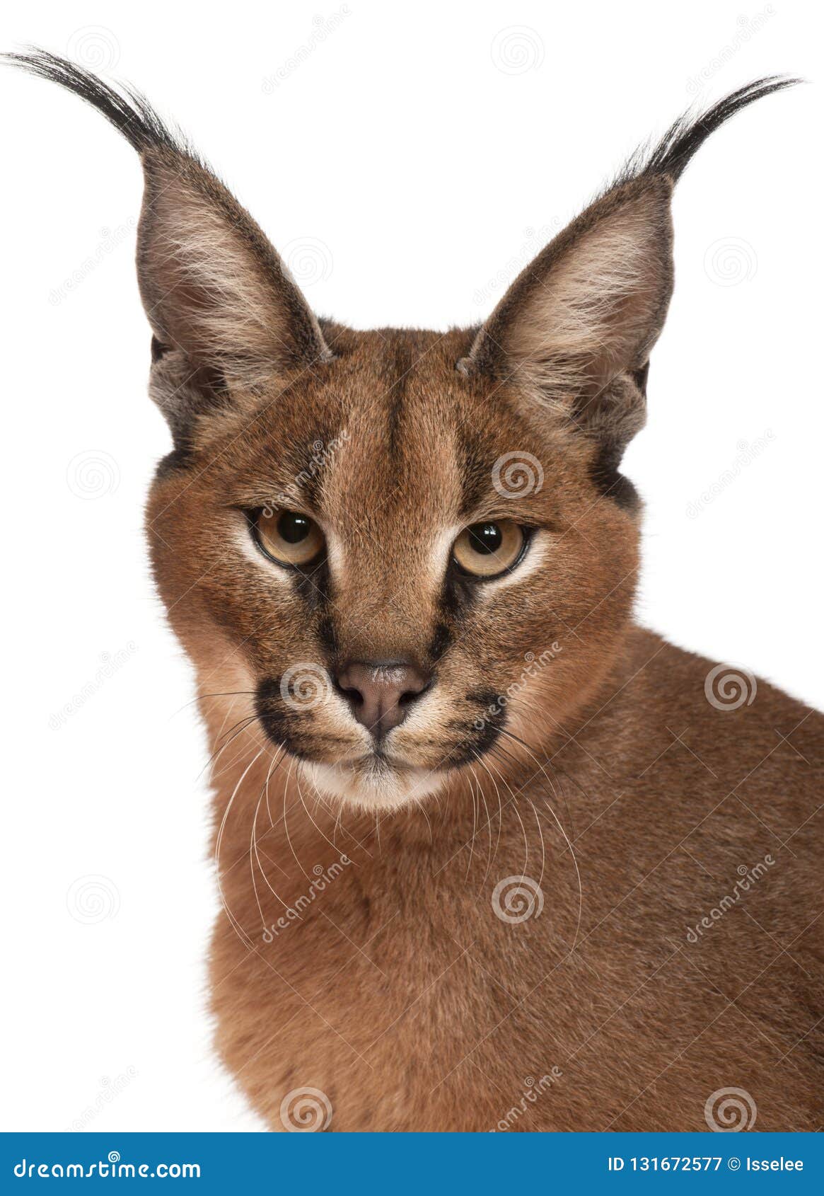 Close-up of Caracal, Caracal Caracal, 6 Months Old Stock Image - Image ...