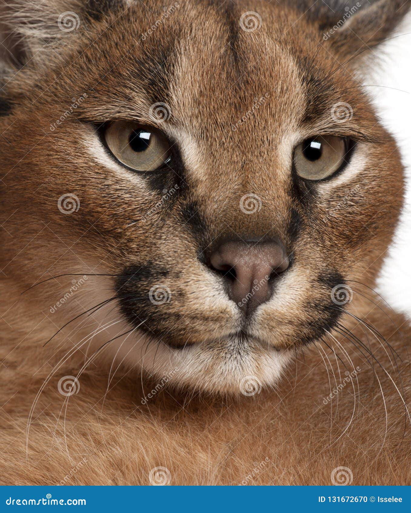 Caracal, Caracal Caracal, 6 Months Old Royalty-Free Stock Image ...