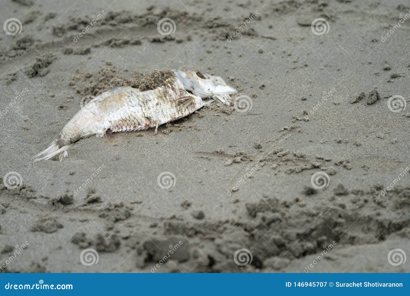 Close Up the Carcass Fish on the Sand beside the Beach Stock Image ...