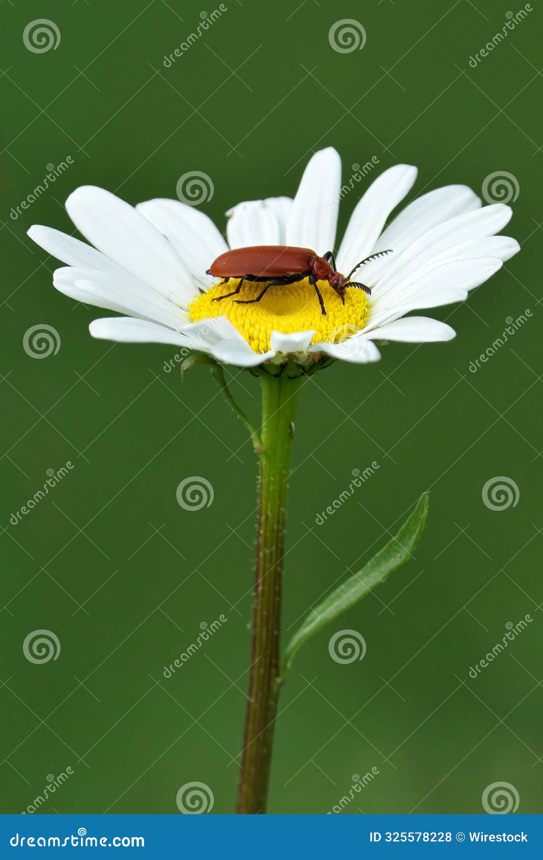 Close-up of a Cardinal Beetle on a White Daisy Flower Stock Photo ...
