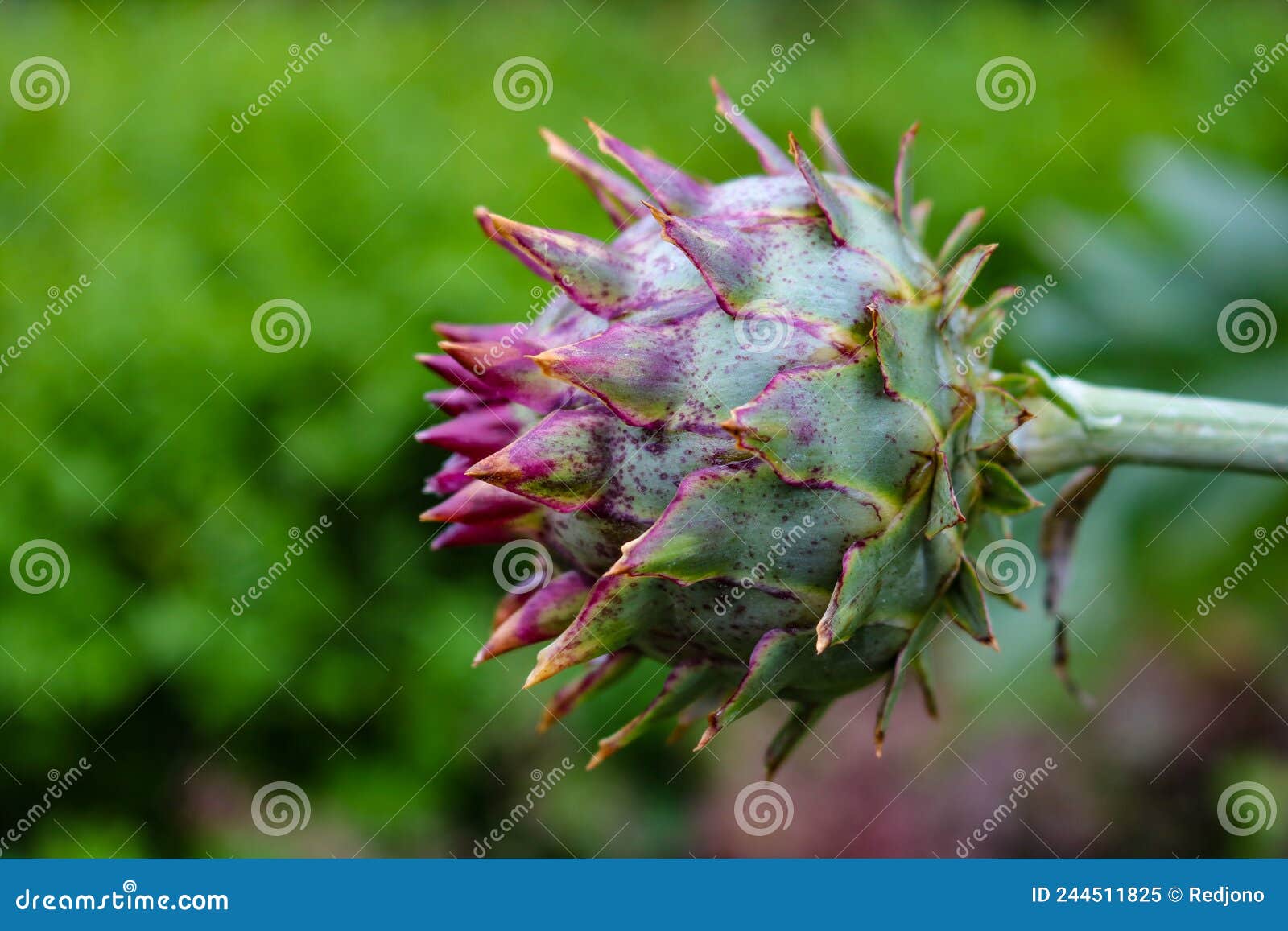 Cardoon flower stock image. Image of inflorescence, floret - 244511825