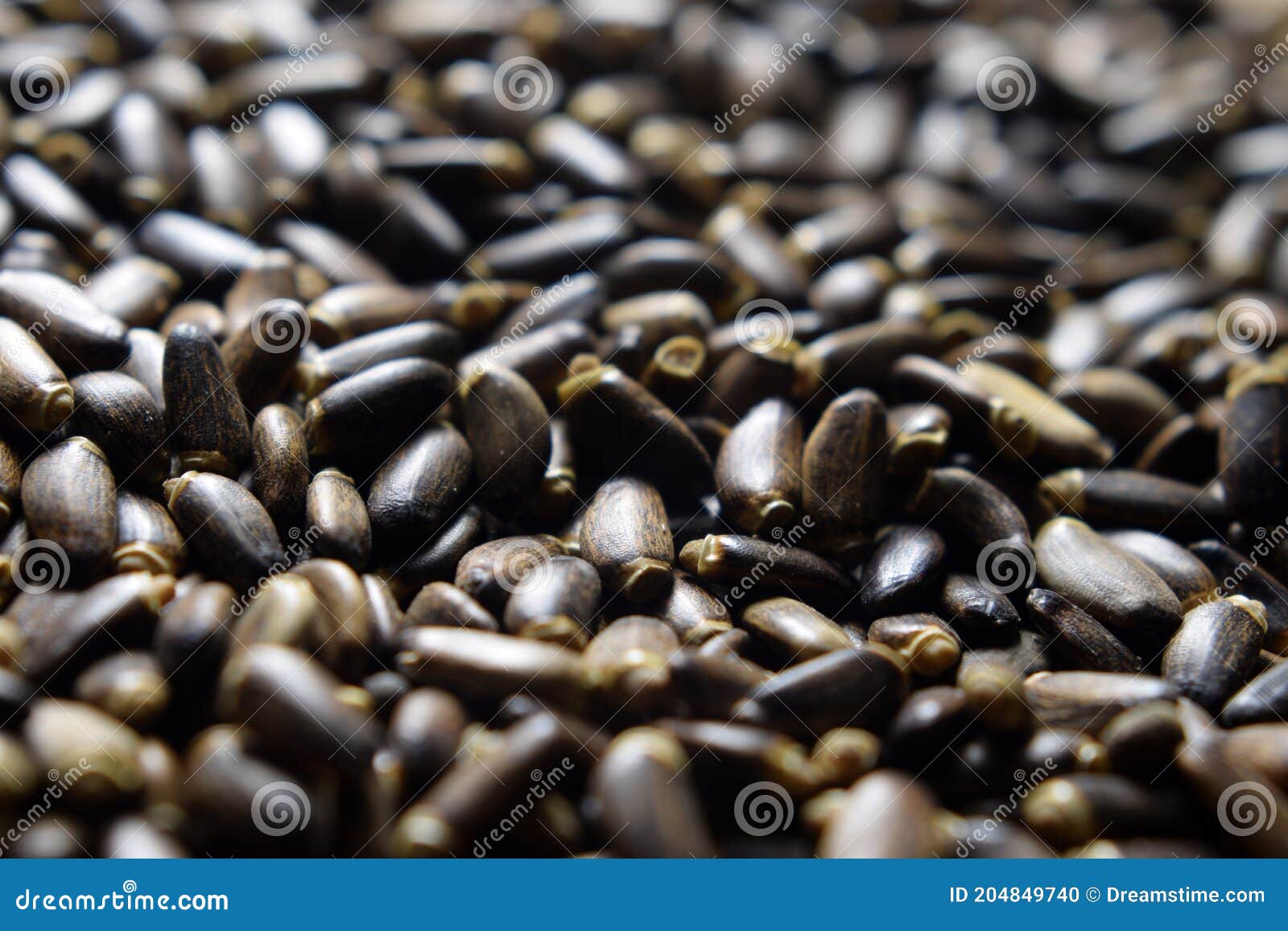 Close Up on Cardus Marianus Seeds Background. Stock Photo - Image of ...