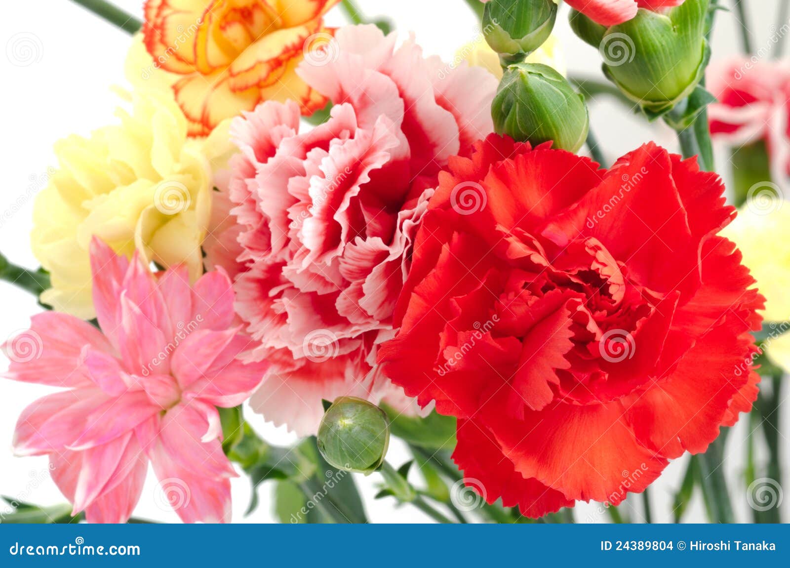 Close up of carnation stock photo. Image of arrangement - 24389804