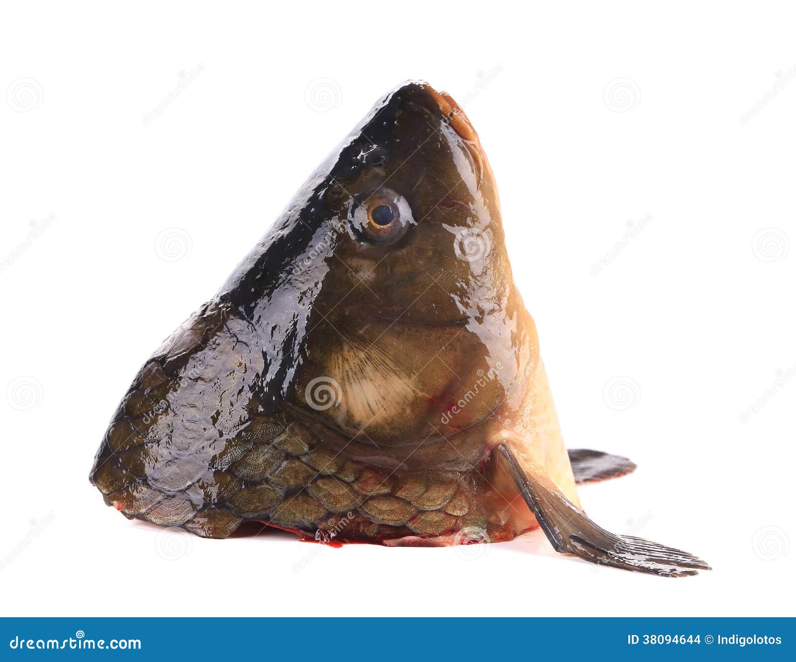Close up of carp head. stock photo. Image of food, meat - 38094644