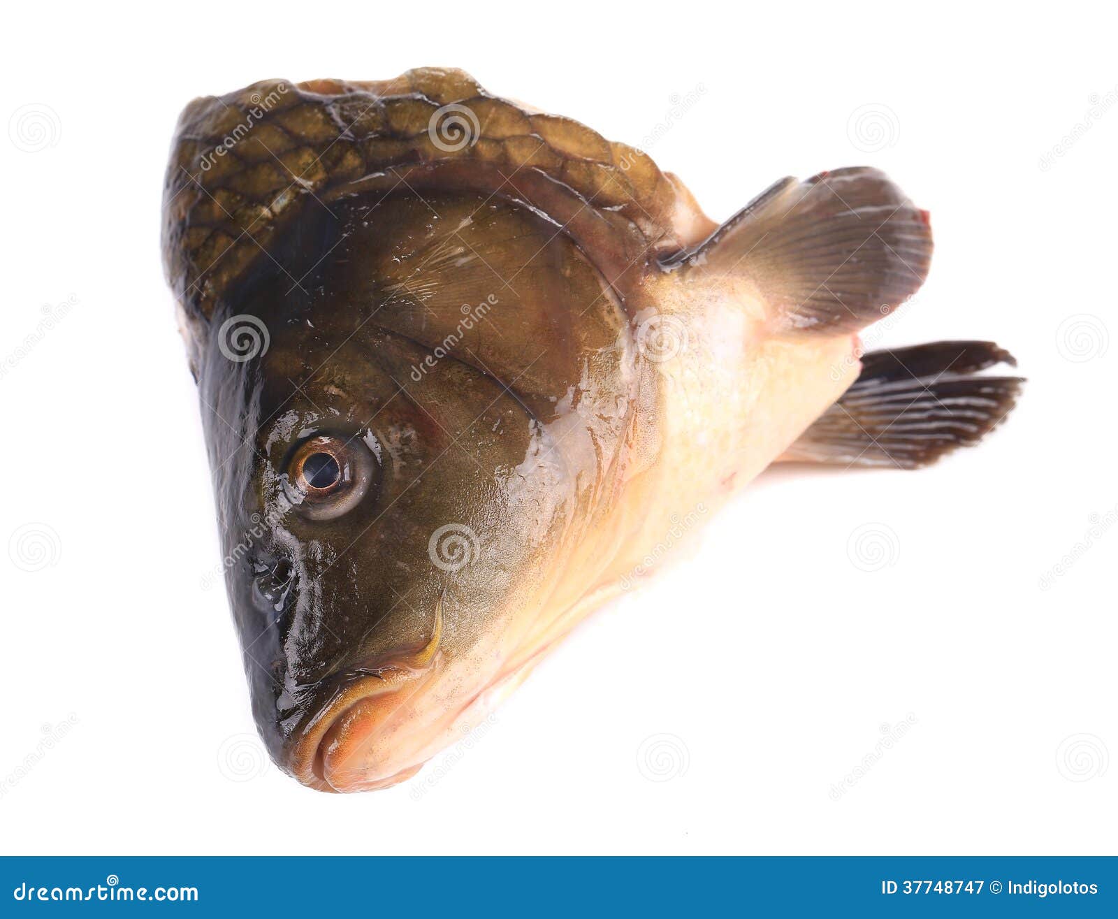 Close up of carp head. stock image. Image of ingredient - 37748747