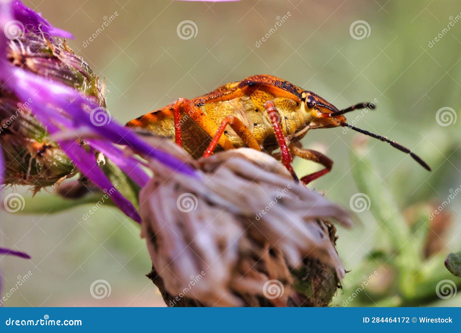Close-up of a Carpocoris Purpureipennis Standing on a Flower Stock ...