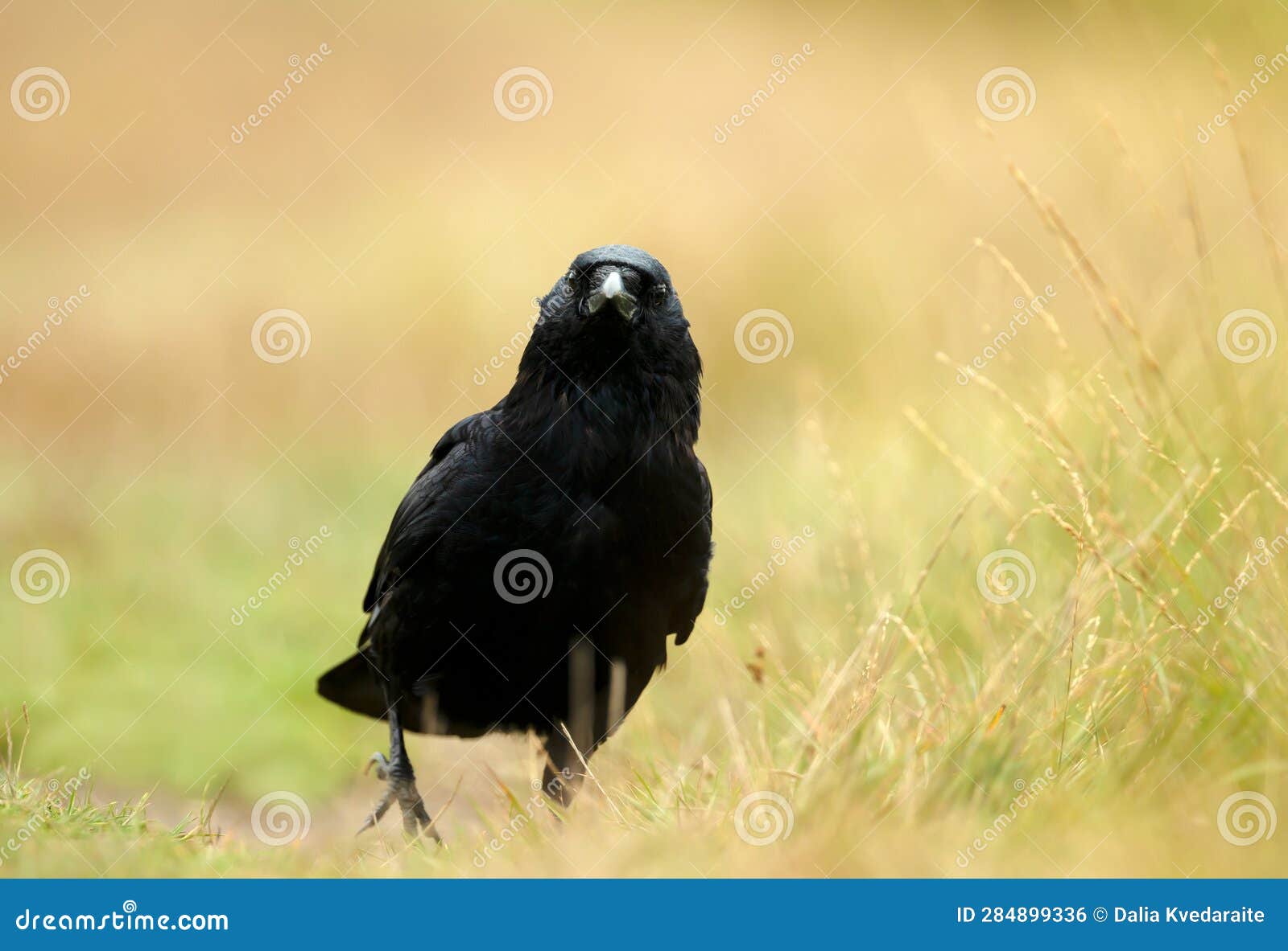 Close-up of a Carrion Crow Walking in Grass Stock Photo - Image of ...