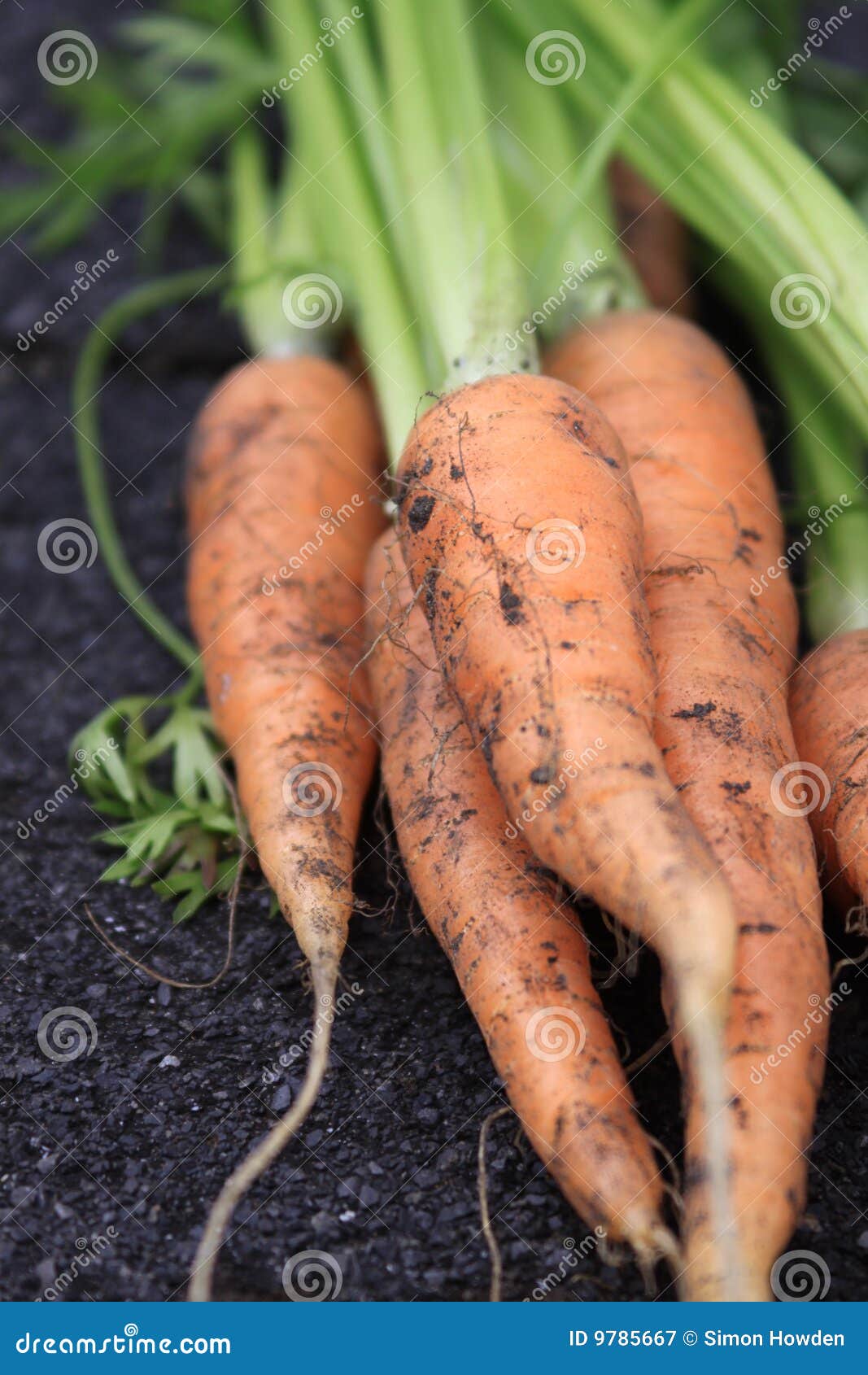 Close Up Carrots stock image. Image of picked, soil, grown - 9785667