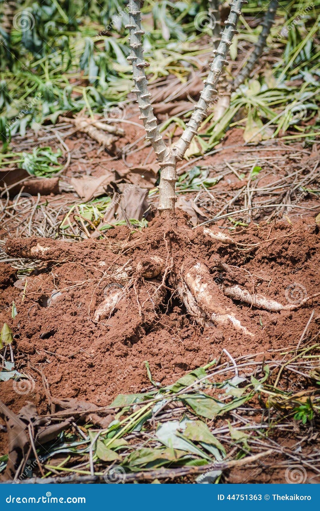 Cassava On The Ground For Planting, Cassava Tuber On Soil For ...