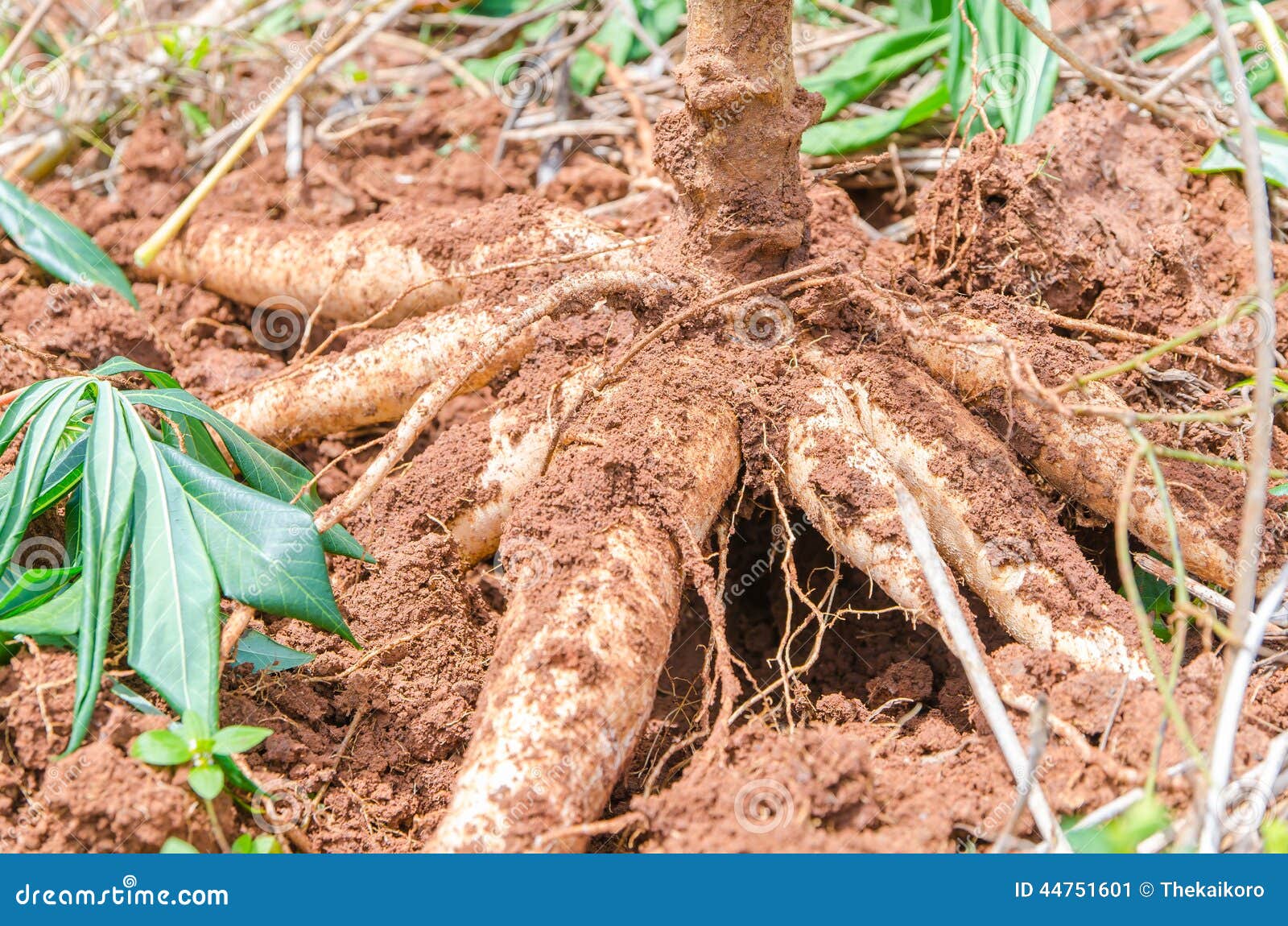 Close Up Cassava in Farm with Ground Stock Image - Image of natural ...