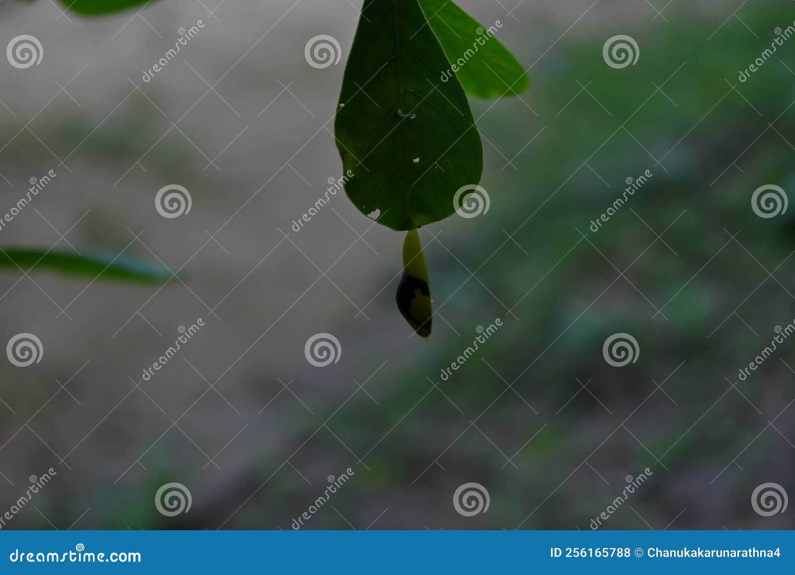 Close Up Of A Cassia Tora Leaf Surface With A Ready To Emerge One Spot Grass Yellow Butterfly