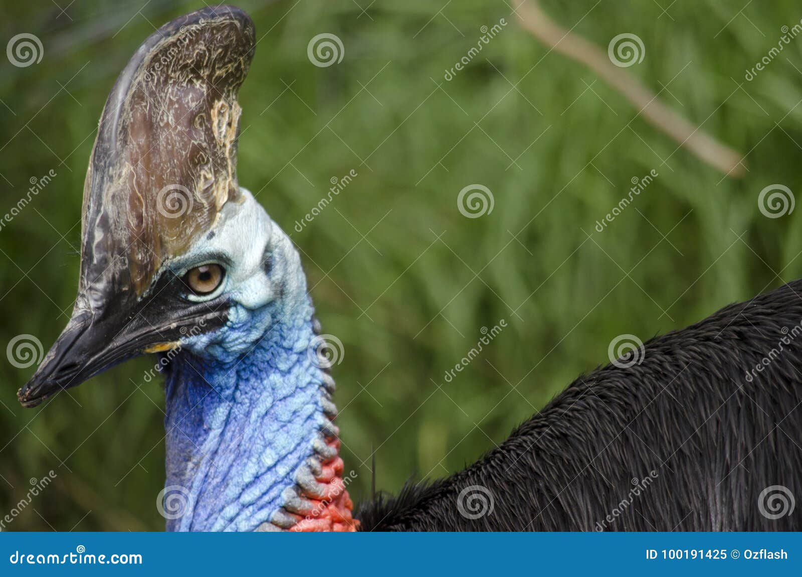 Cassowary stock image. Image of australia, helmet, brown - 100191425