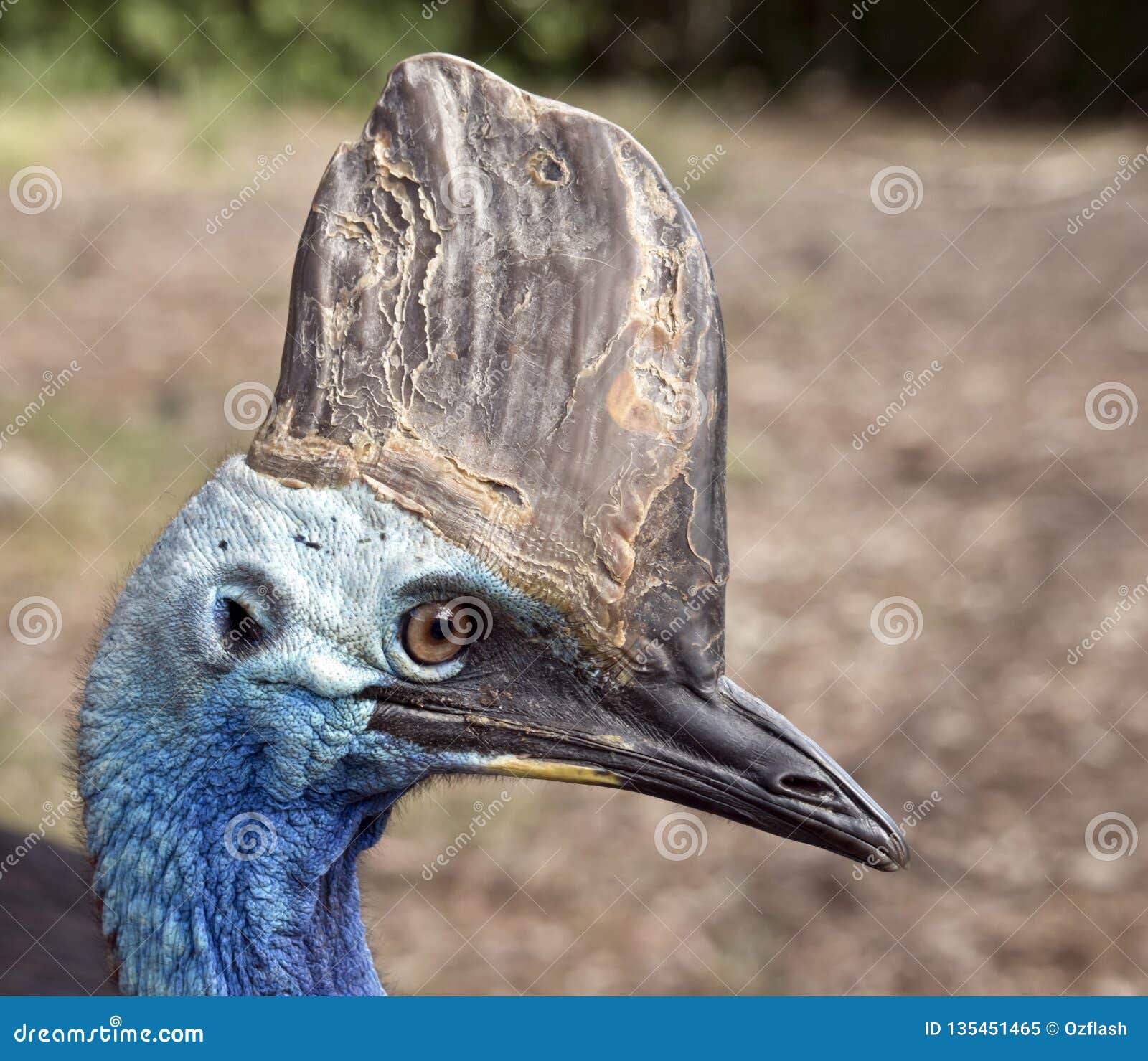 Cassowary side view stock image. Image of native, wildlife - 135451465