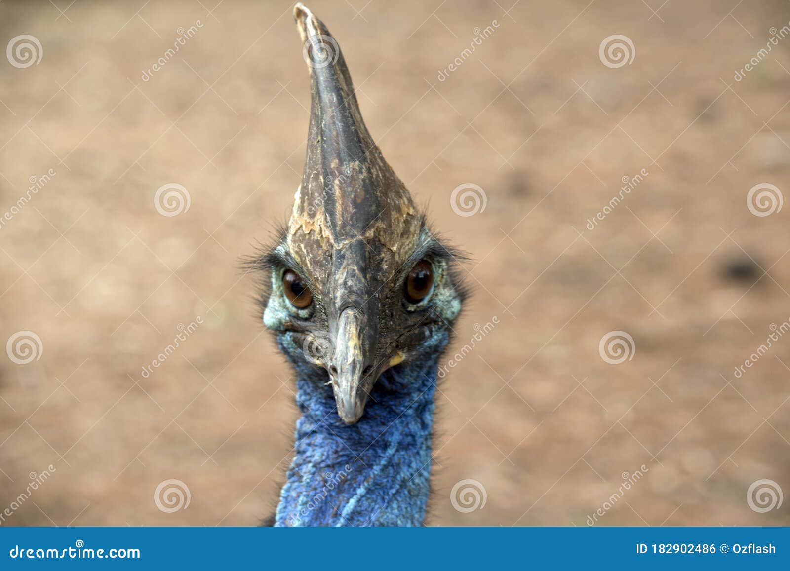 This is a Close Up of a Cassowary Stock Photo - Image of wattle, exotic ...