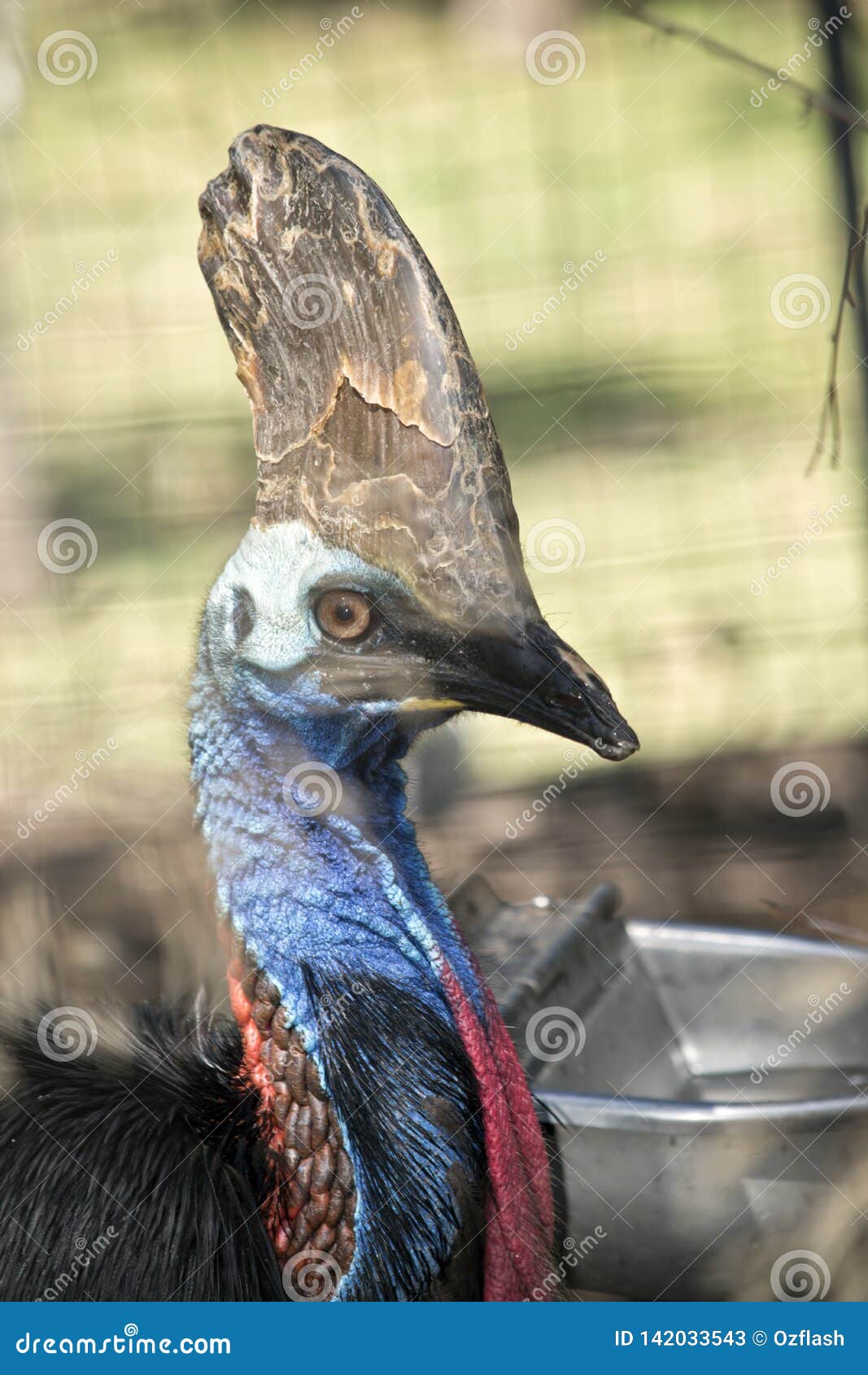 This is a Close Up of a Cassowary Stock Image - Image of beak, tail ...