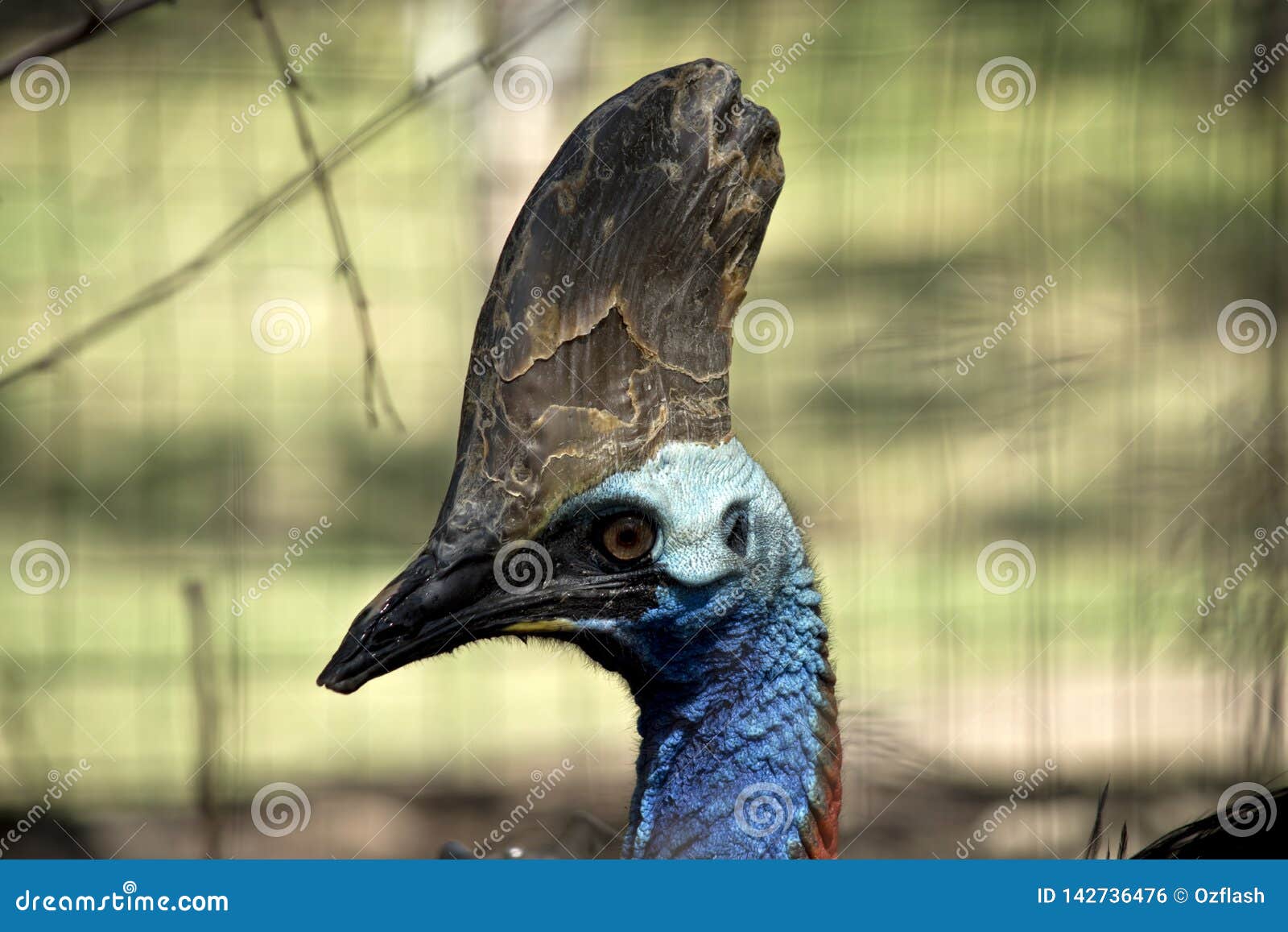 This is a Close Up of a Cassowary Stock Photo - Image of bird, lump ...