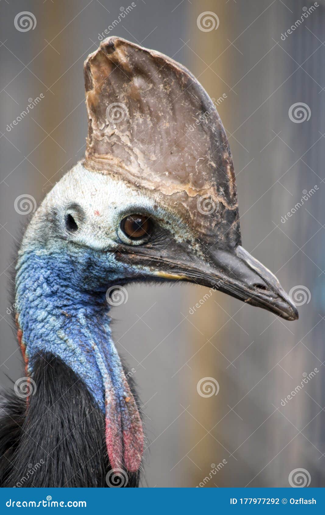 This is a Close Up of a Cassowary Stock Photo - Image of bill, strong ...