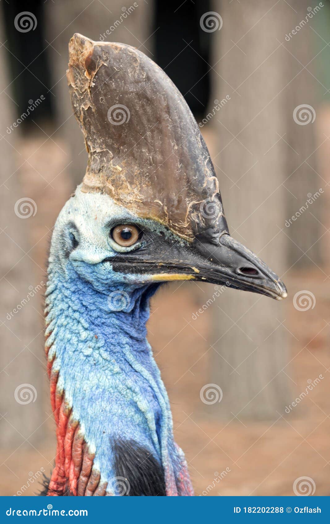 This is a Close Up of a Cassowary Stock Photo - Image of tail, wattle ...