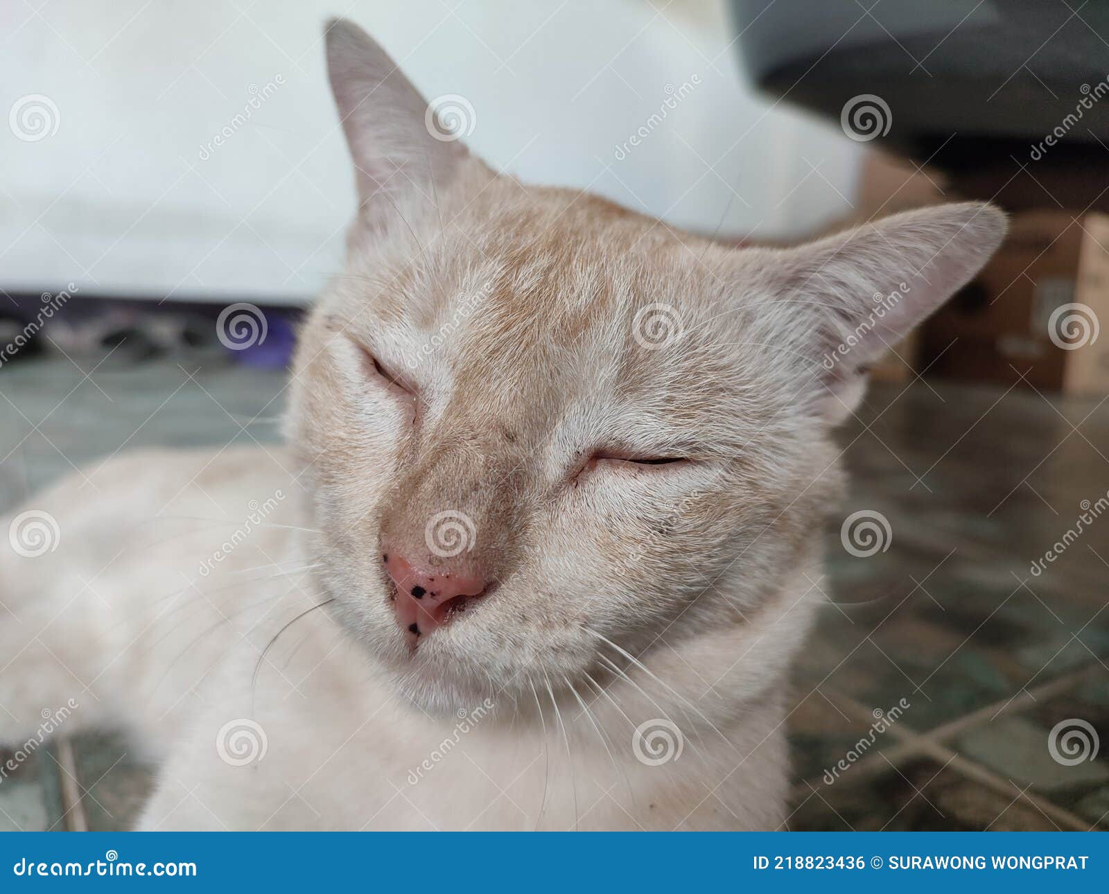 Close Up of a Cat Closing it S Eyes. Stock Photo - Image of close ...
