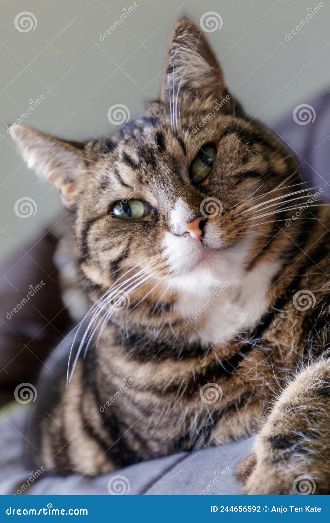 Close up cat stock photo. Image of young, eyes, portrait - 244656592