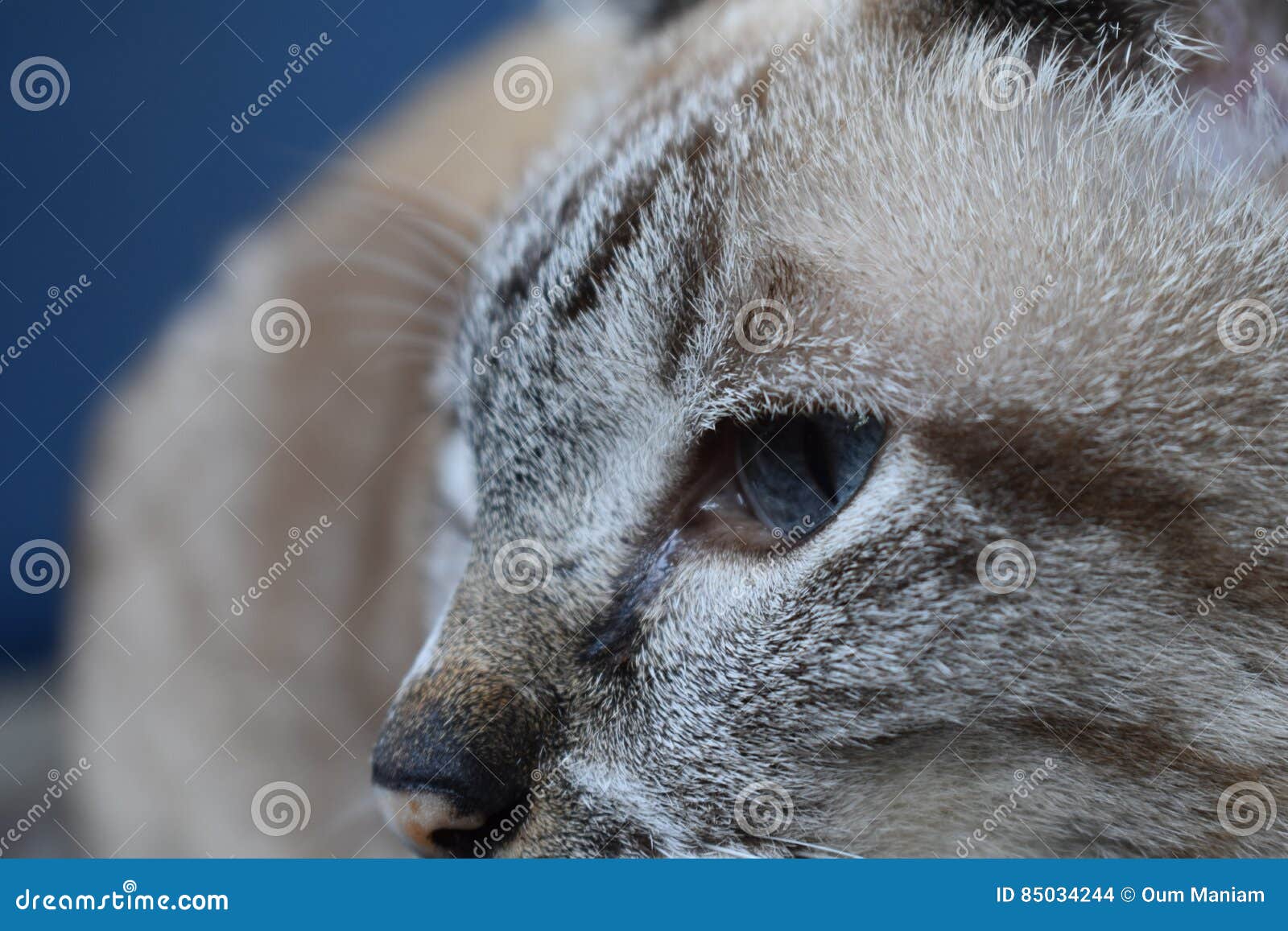 Close up cat eye. stock photo. Image of nose, animal - 85034244