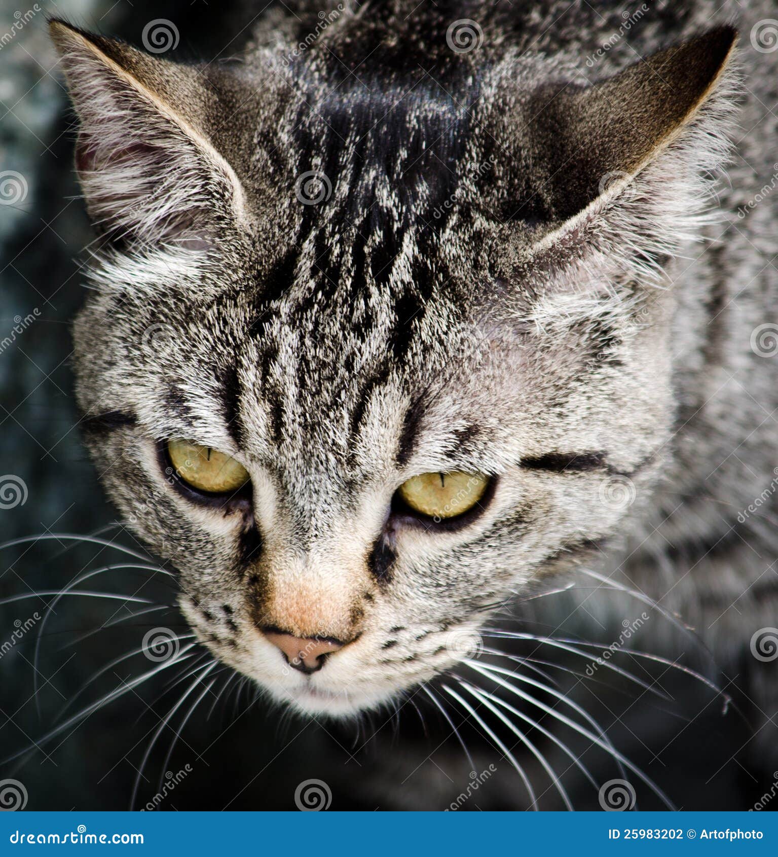 Close-up of cat face stock photo. Image of head, beautiful - 25983202