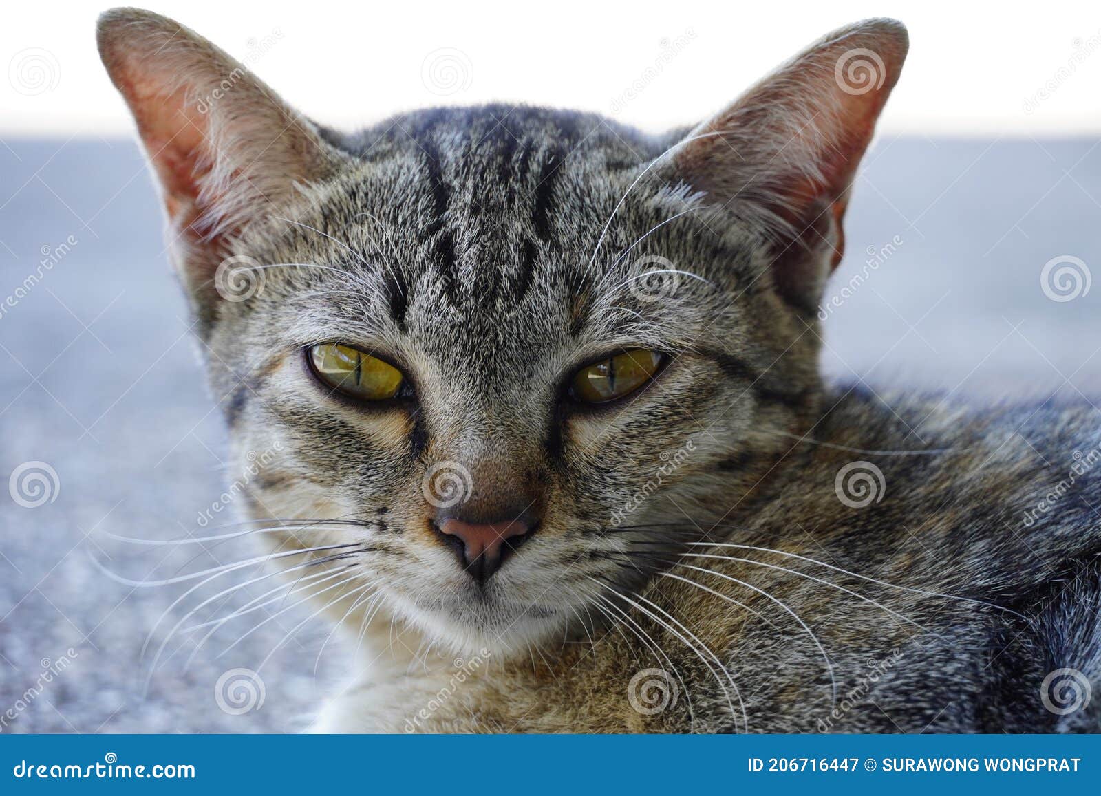 Close-up a Cat Face. a Cat Looking at Something Stock Image - Image of ...