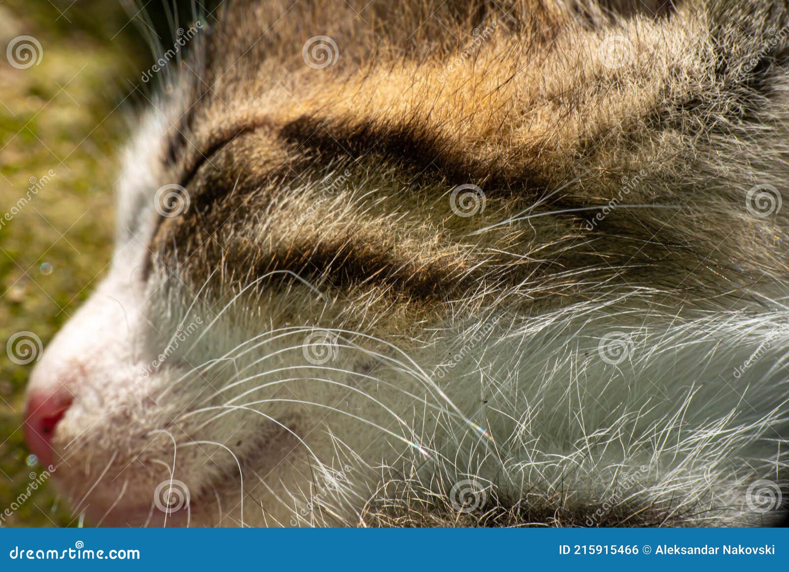Close Up Cat Face macro stock photo. Image of feline - 215915466