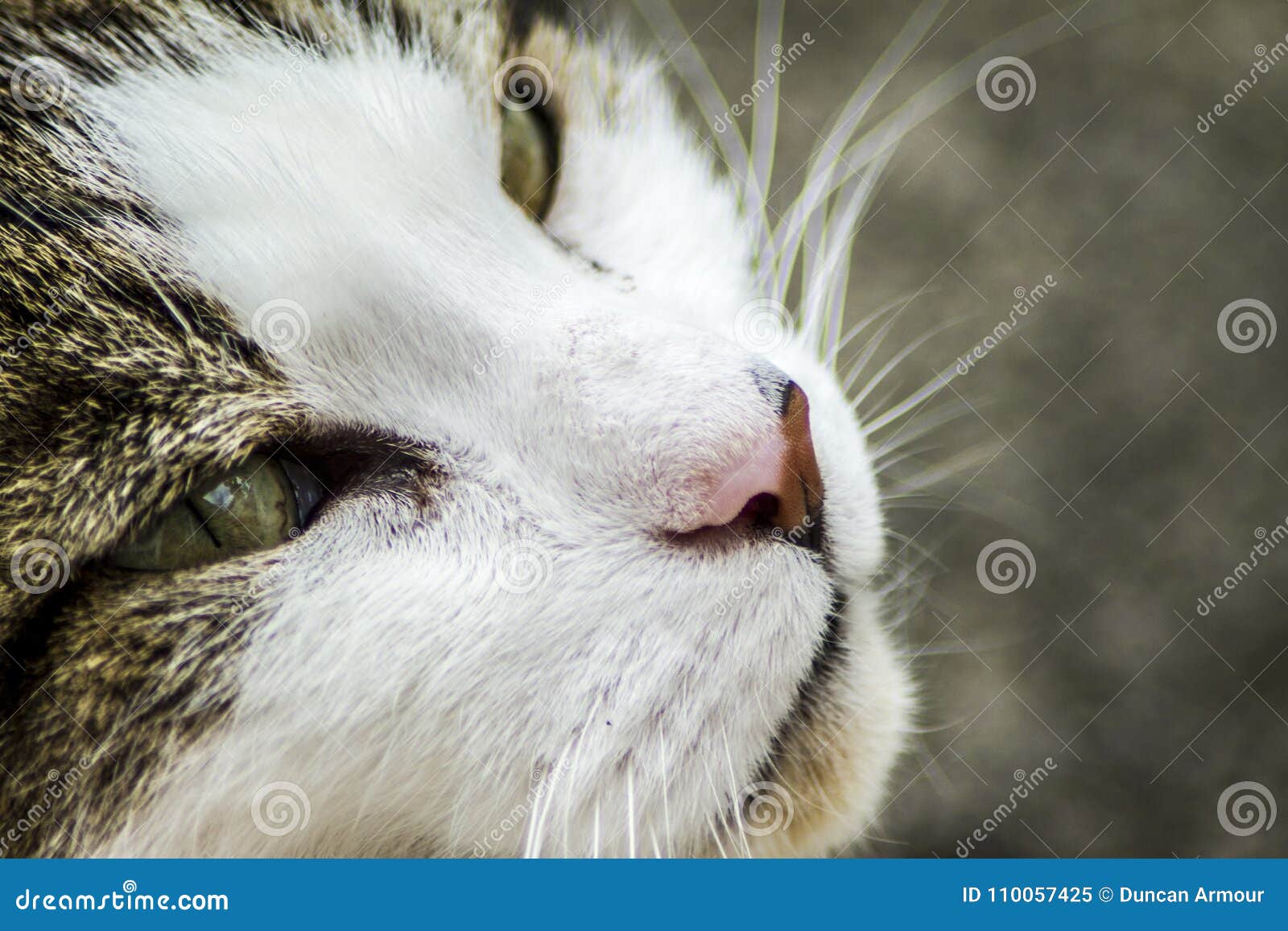 Cat Looking Intently Across the Photo Stock Image - Image of close ...