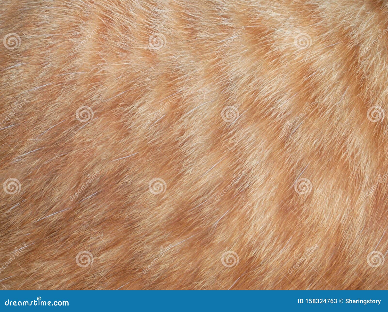 Close Up of Cat Fur for Texture Stock Image - Image of smooth, feline ...