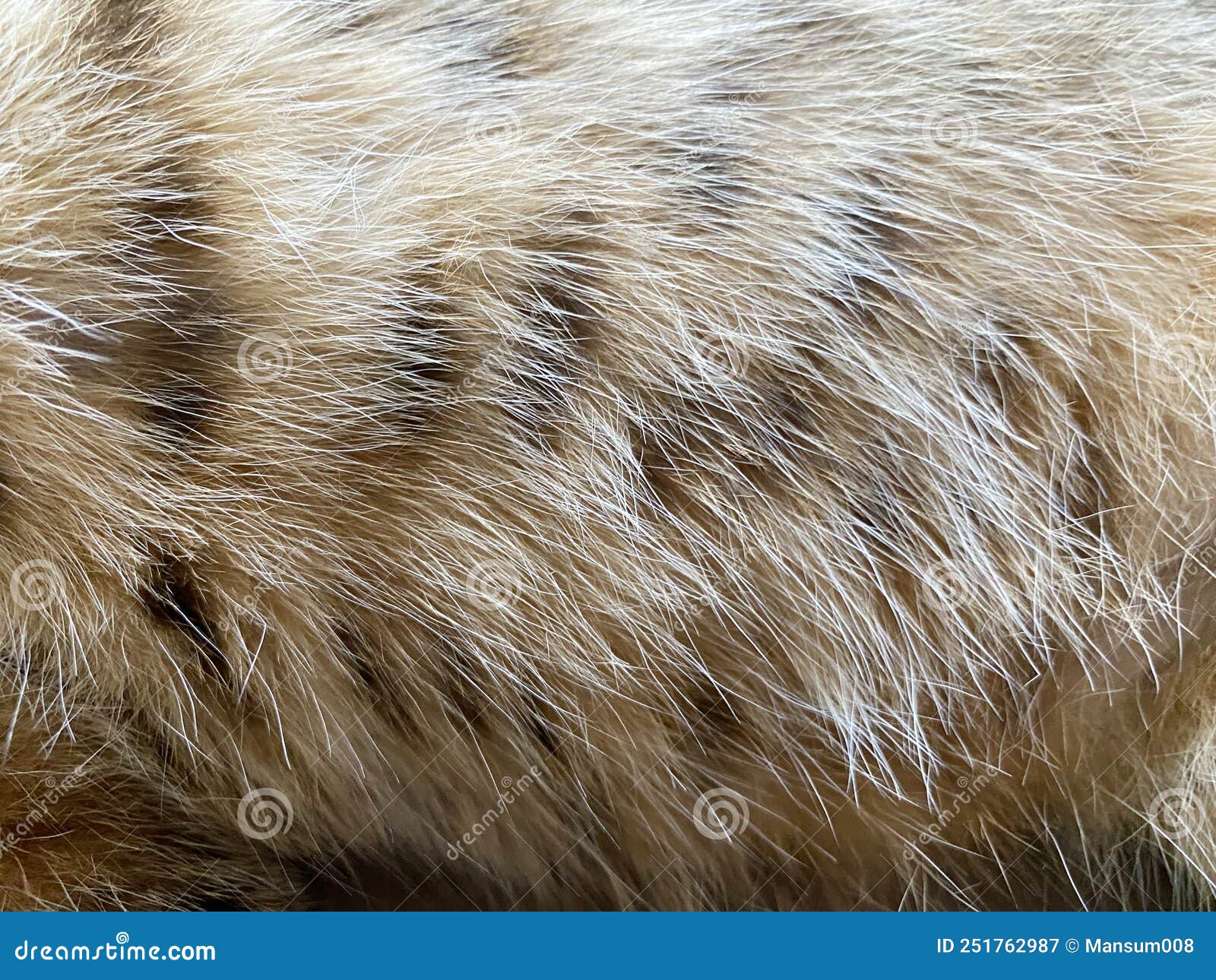 Cat fur texture background stock image. Image of natural - 251762987