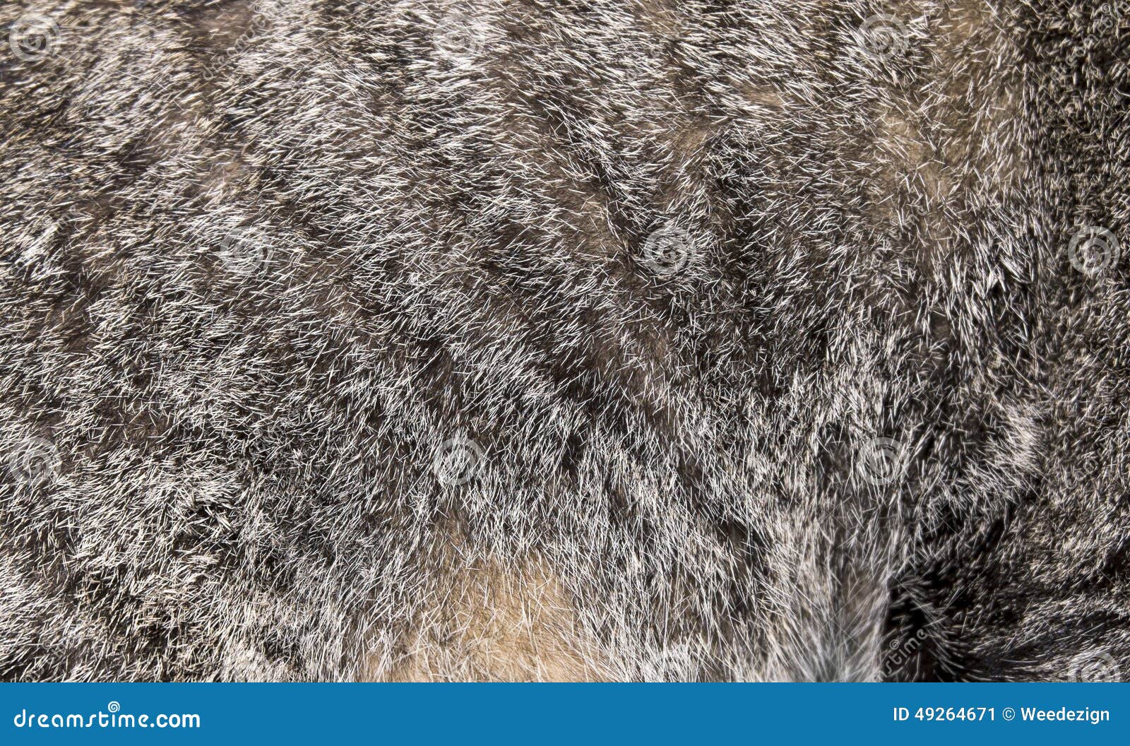 Close up cat hair stock image. Image of wild, beautiful - 49264671