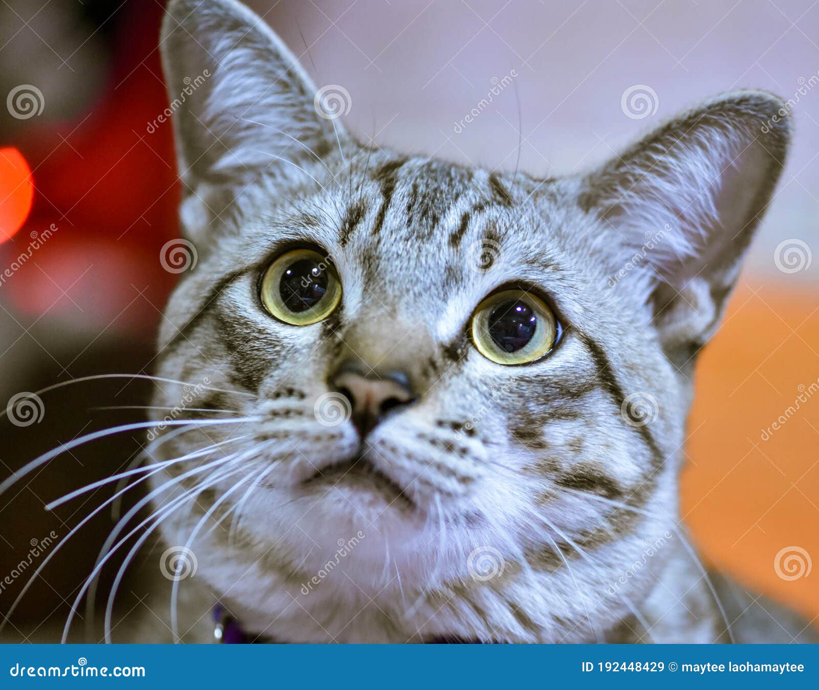 Close up of cat head. stock image. Image of cute, animals - 192448429